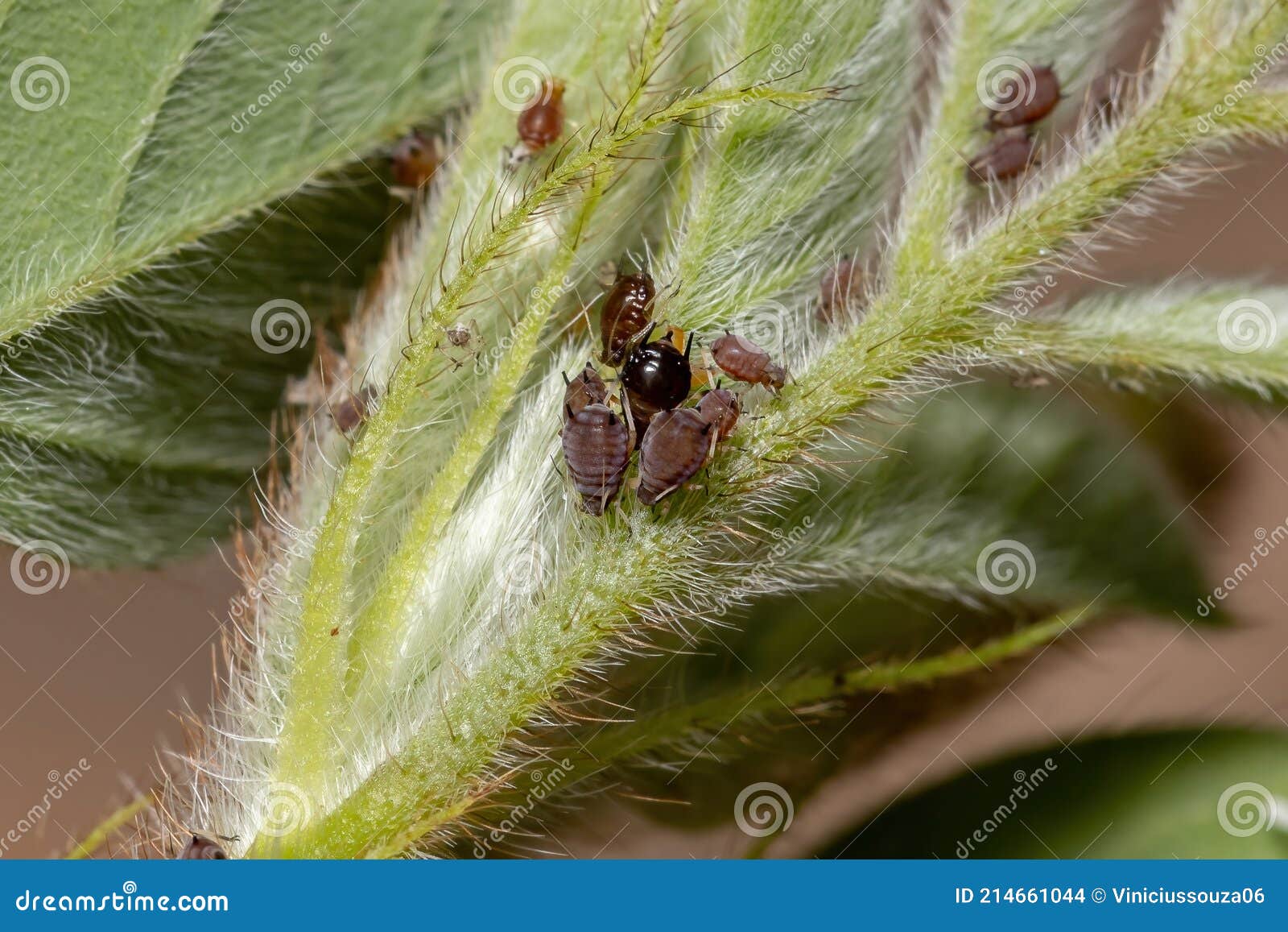 Small Brown Aphids stock photo. Image of aphidini, black - 214661044