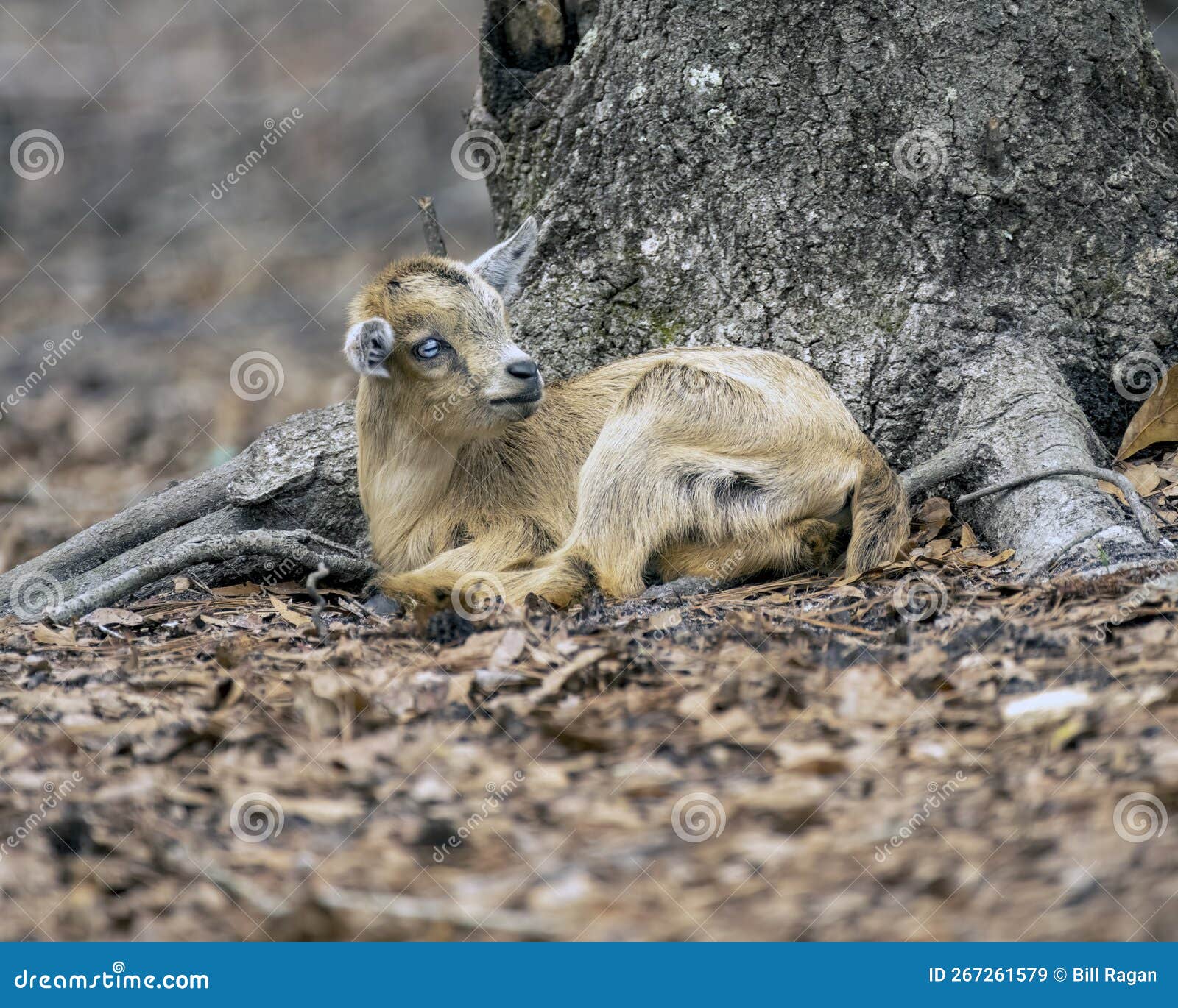 A Small Brown Baby Goat Waking Up from a Nap Stock Image - Image of ...