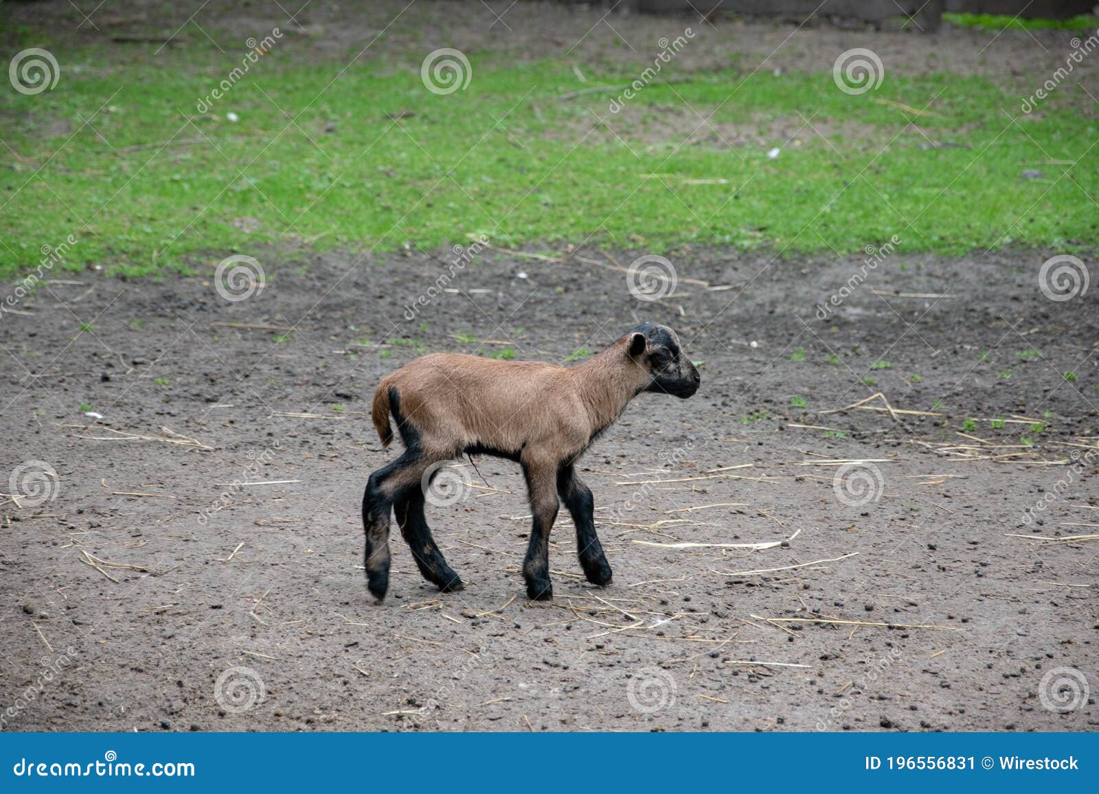 Small Brown Baby Goat Standing on Farmland Stock Image - Image of small ...