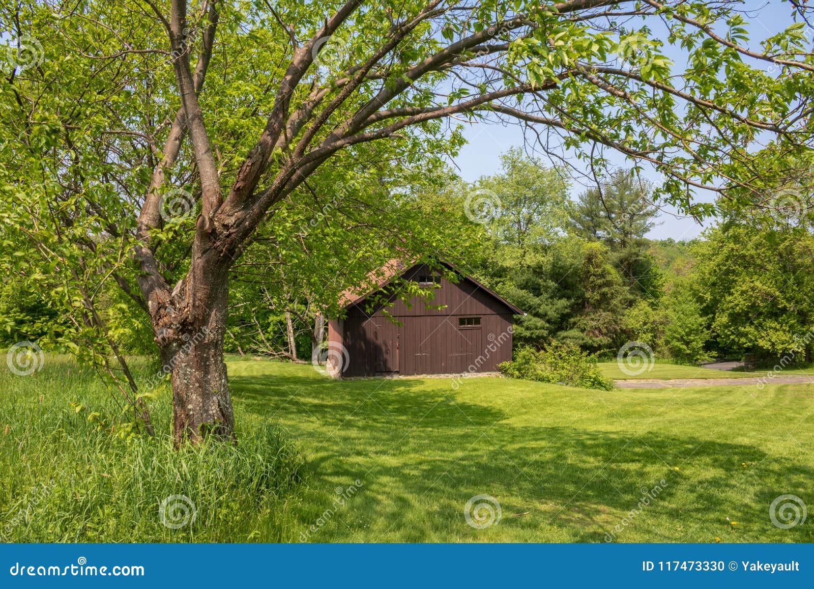 Old Brown Barn Framed by a Tree Stock Photo - Image of branches, barn ...