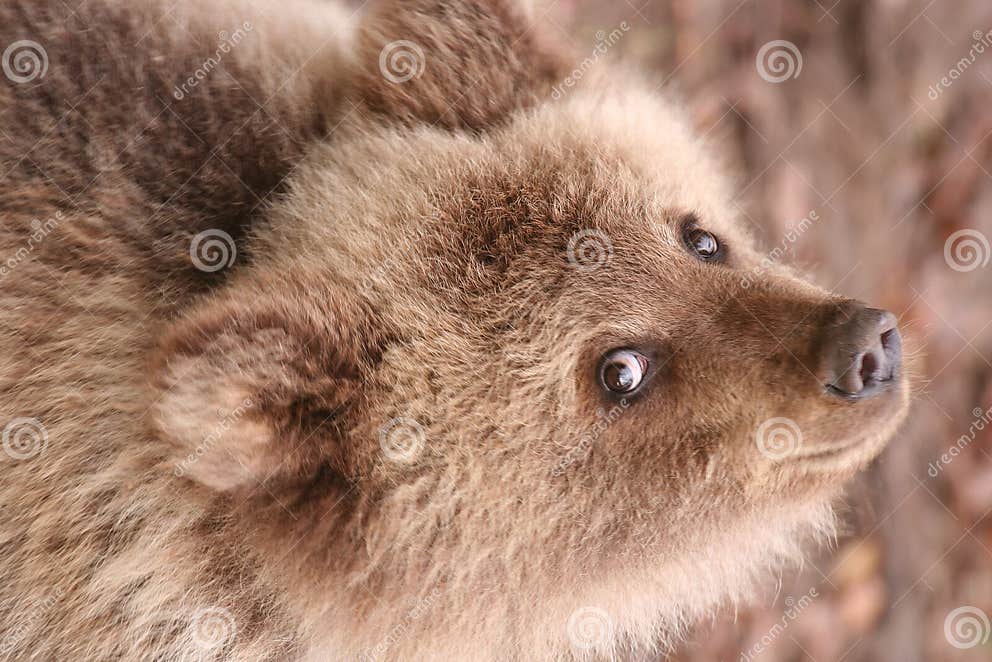 Small brown bear stock image. Image of sight, season, eyes - 2939973