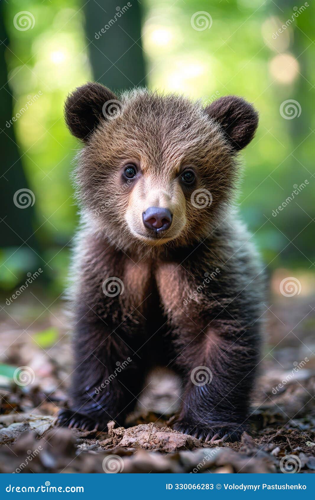 A Small Brown Bear Standing in the Woods Stock Image - Image of fluffy ...
