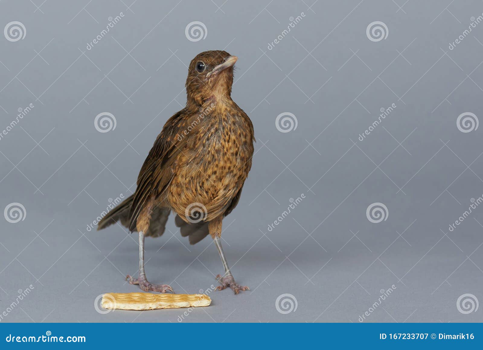 Small Brown Bird Eating Cookie Stock Image - Image of closeup, beauty ...