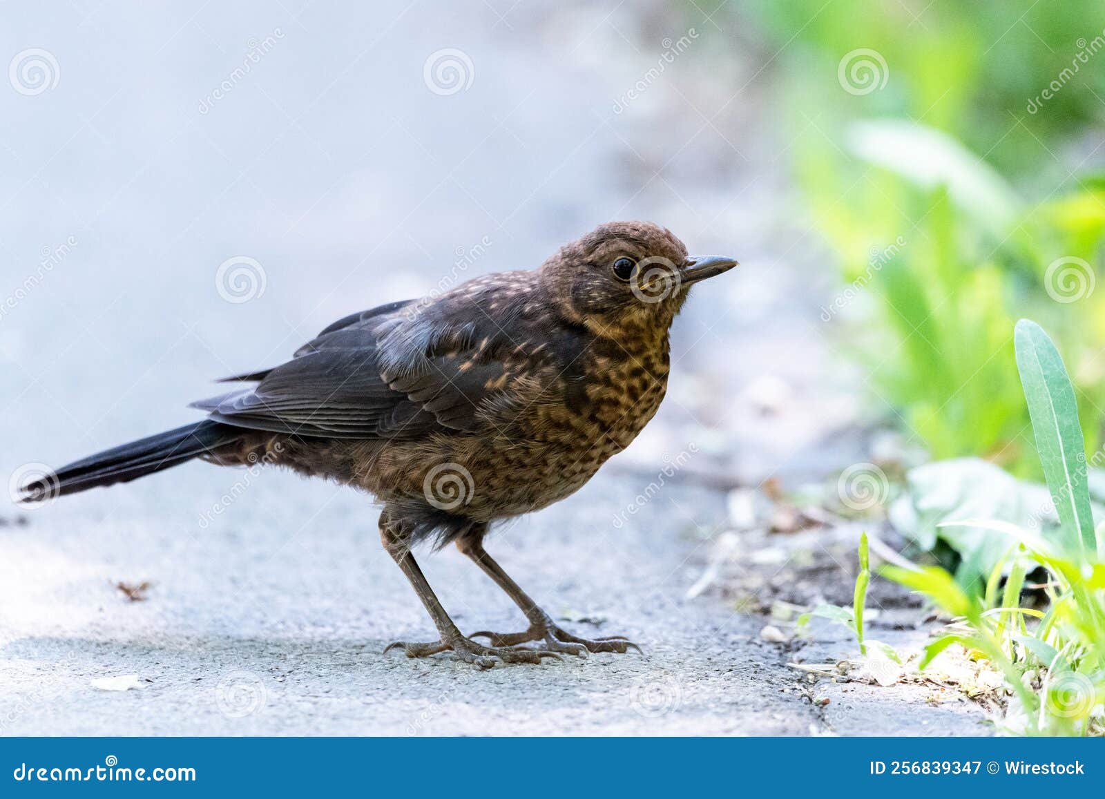 Small Brown Bird on the Ground Stock Image - Image of small, natural ...