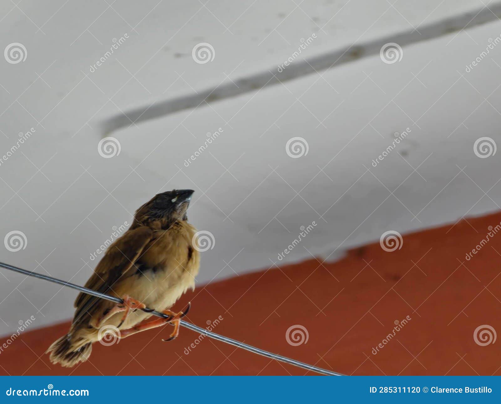 Small Brown Bird Hanging in Wire Stock Photo - Image of hanging, twig ...