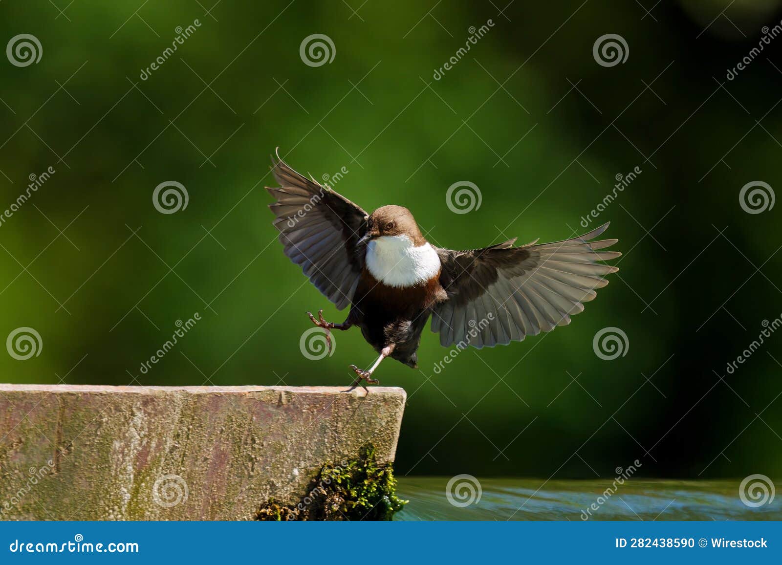 Small Brown Bird is Perched Atop a Sandstone Ledge, Its Wings Spread ...