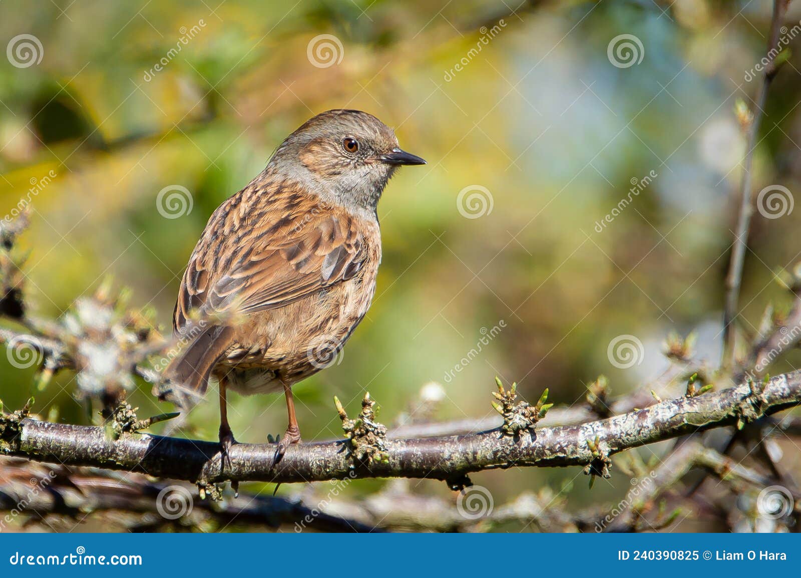 Horizontal Branch Of Cherry Tomatoes Red Tomato Mini On White ...