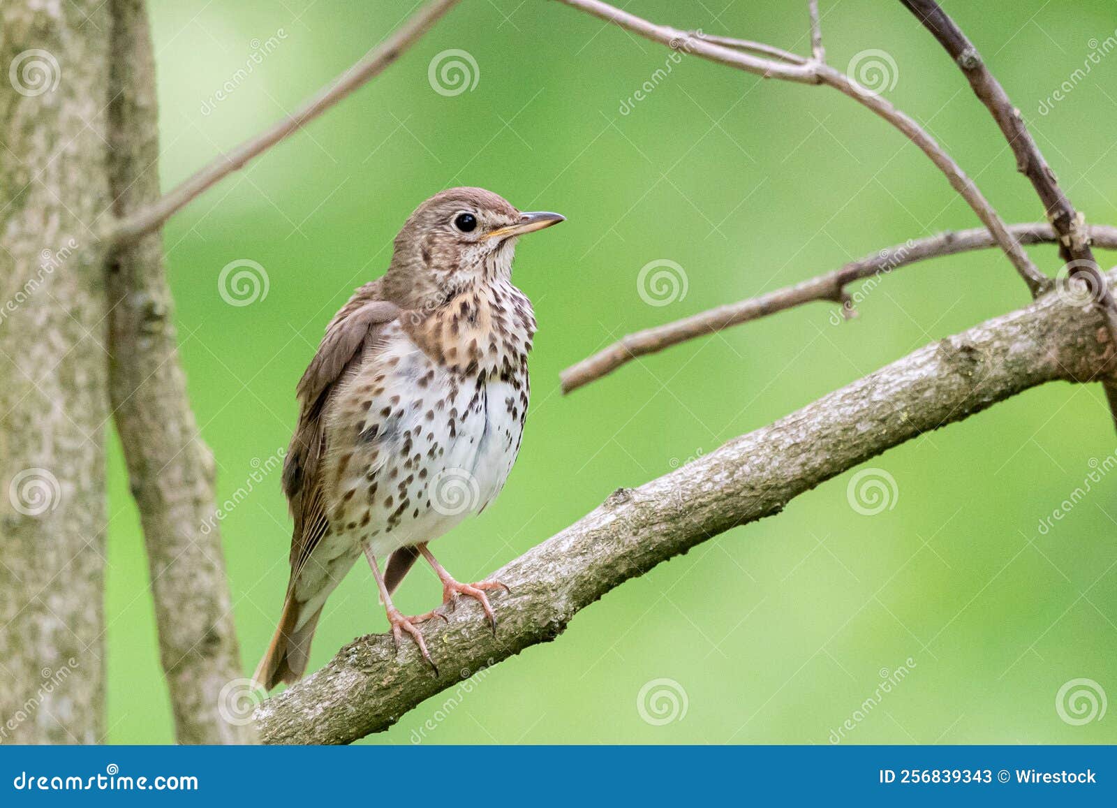 Small Brown Bird Perching on a Tree Branch Stock Image - Image of small ...