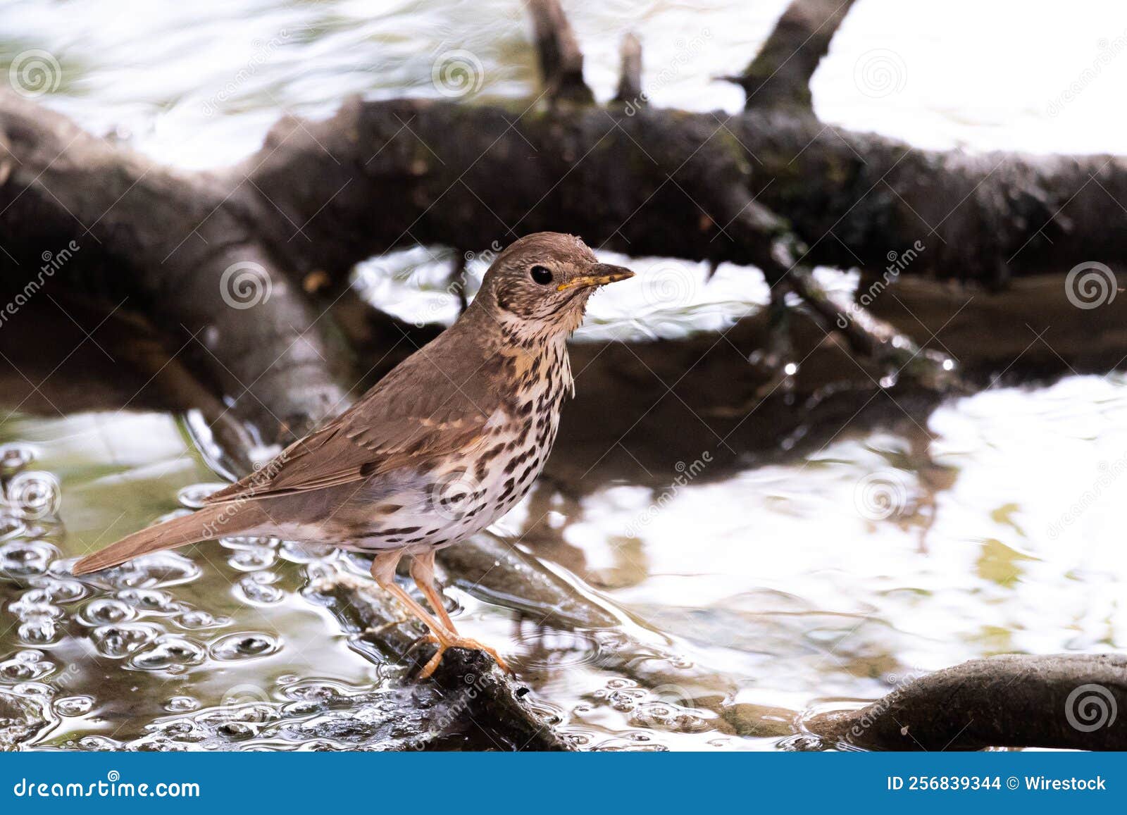 Small Brown Bird Perching on a Tree Branch Stock Photo - Image of ...