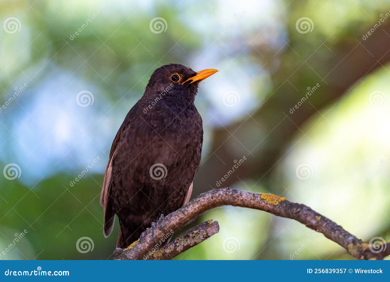 Small Brown Bird Perching on a Tree Branch Stock Image - Image of wild ...