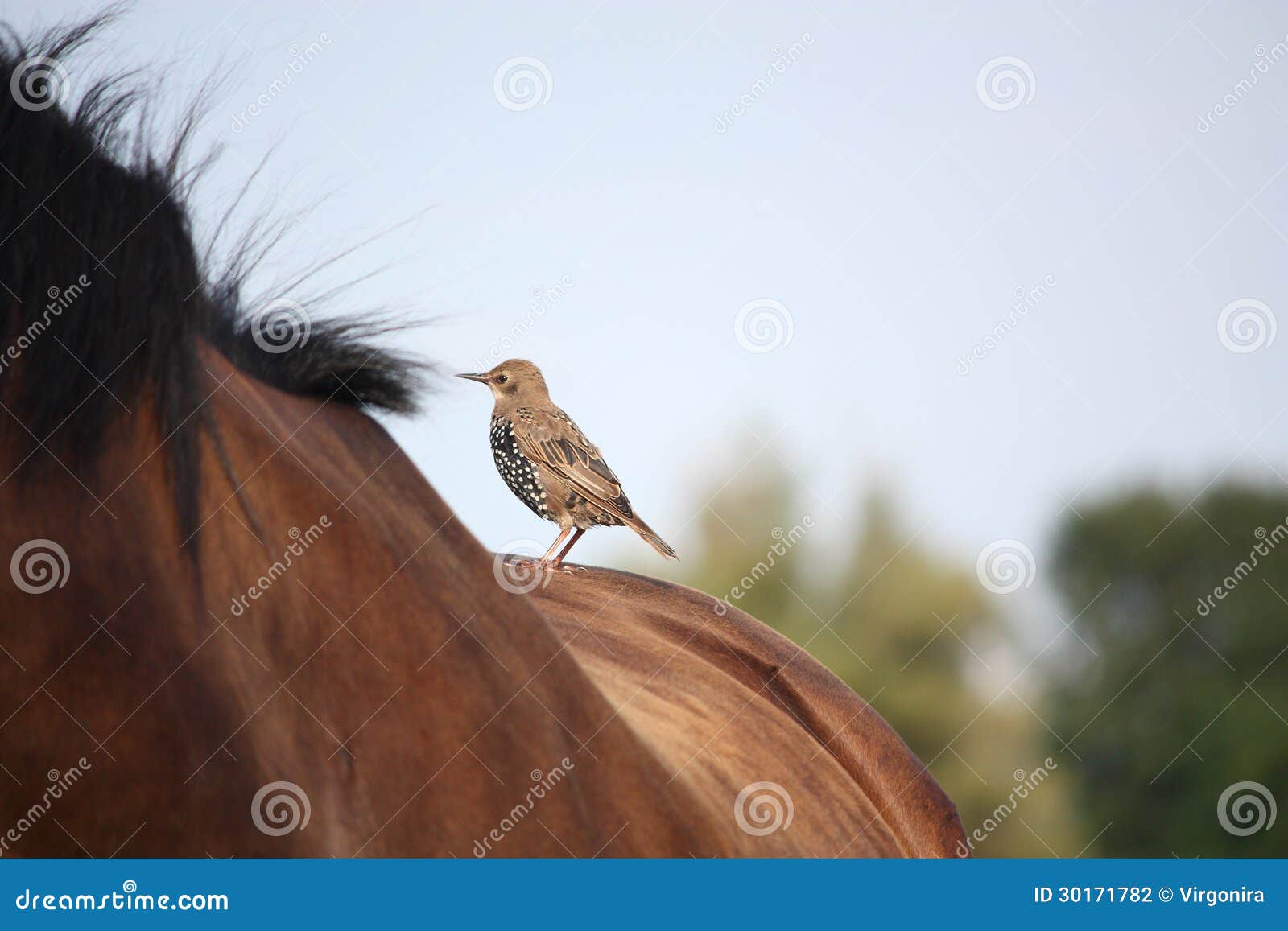 Small Brown Bird Resting on Horse Back Stock Photo - Image of nature ...