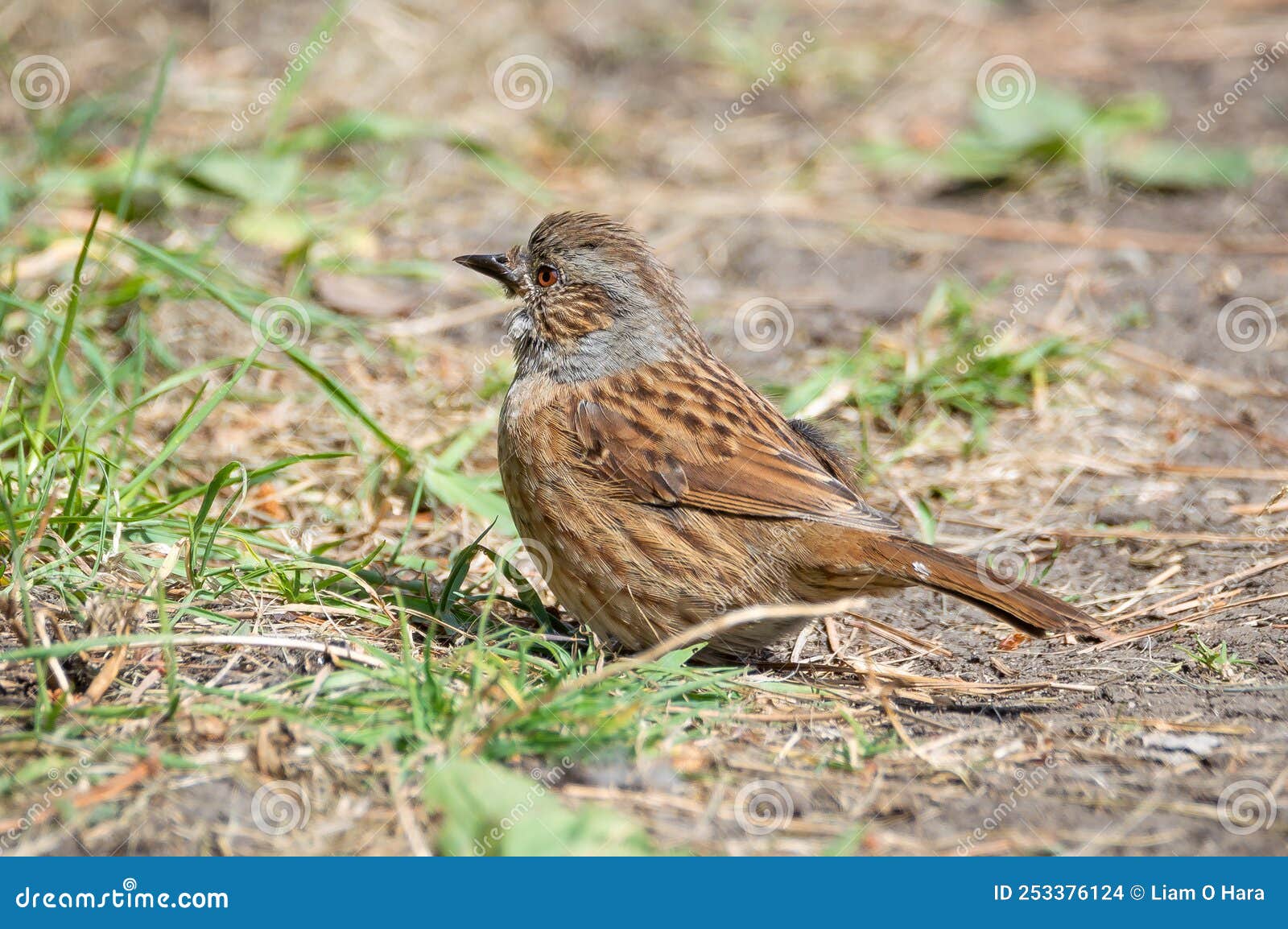 Dunnock Resting on the Ground Stock Photo - Image of ground, bird ...