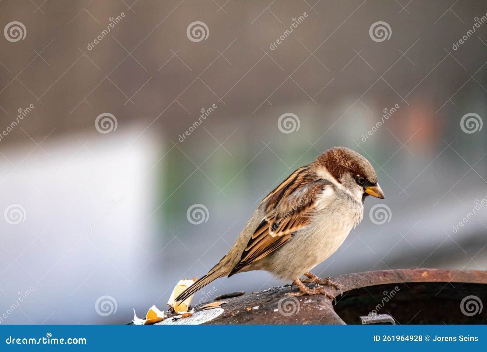 A Small Brown Bird Stands on a Garbage Can on a Blurred Background ...
