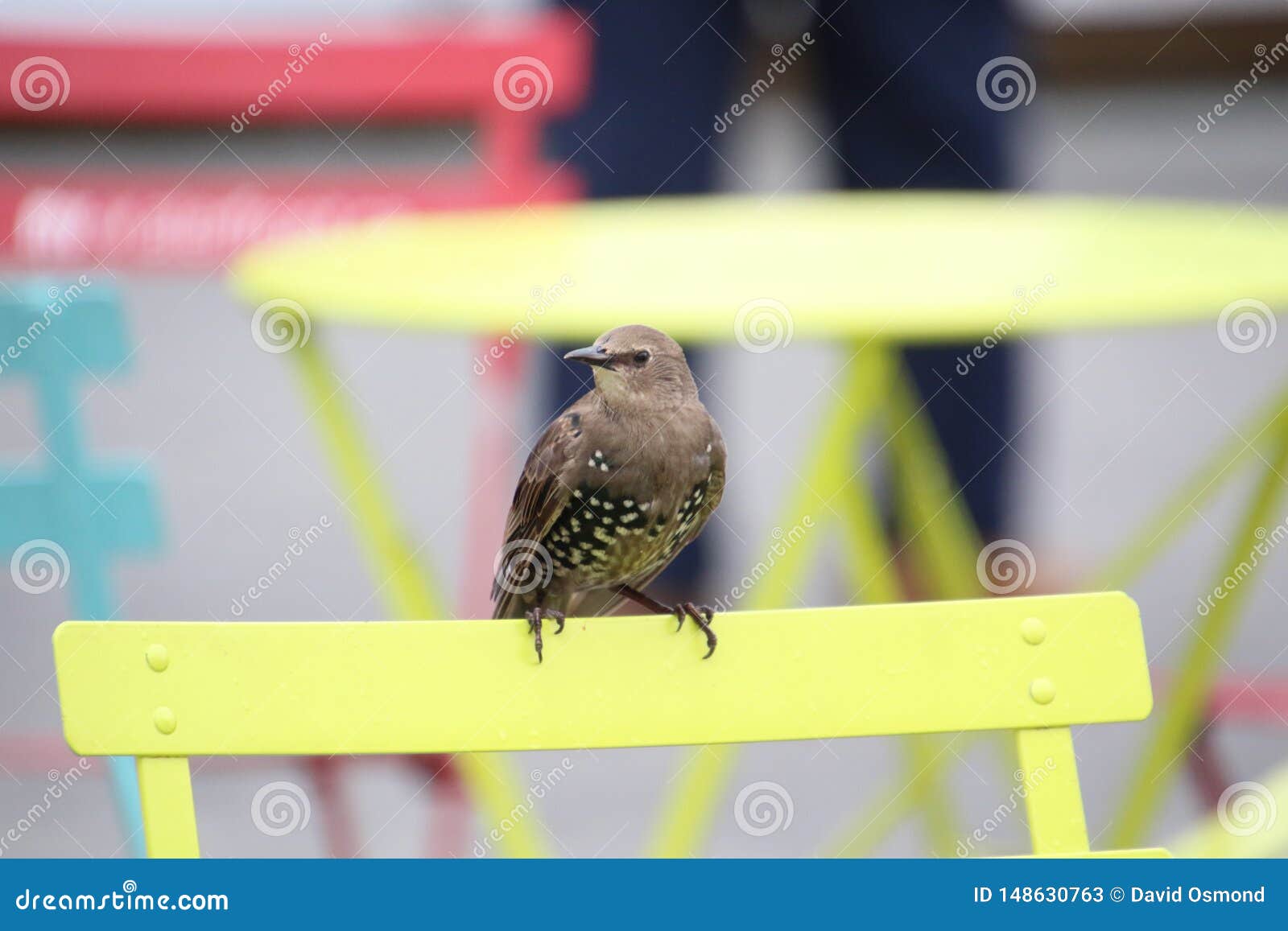 A Small Brown Bird with White Spots Stock Image - Image of black ...