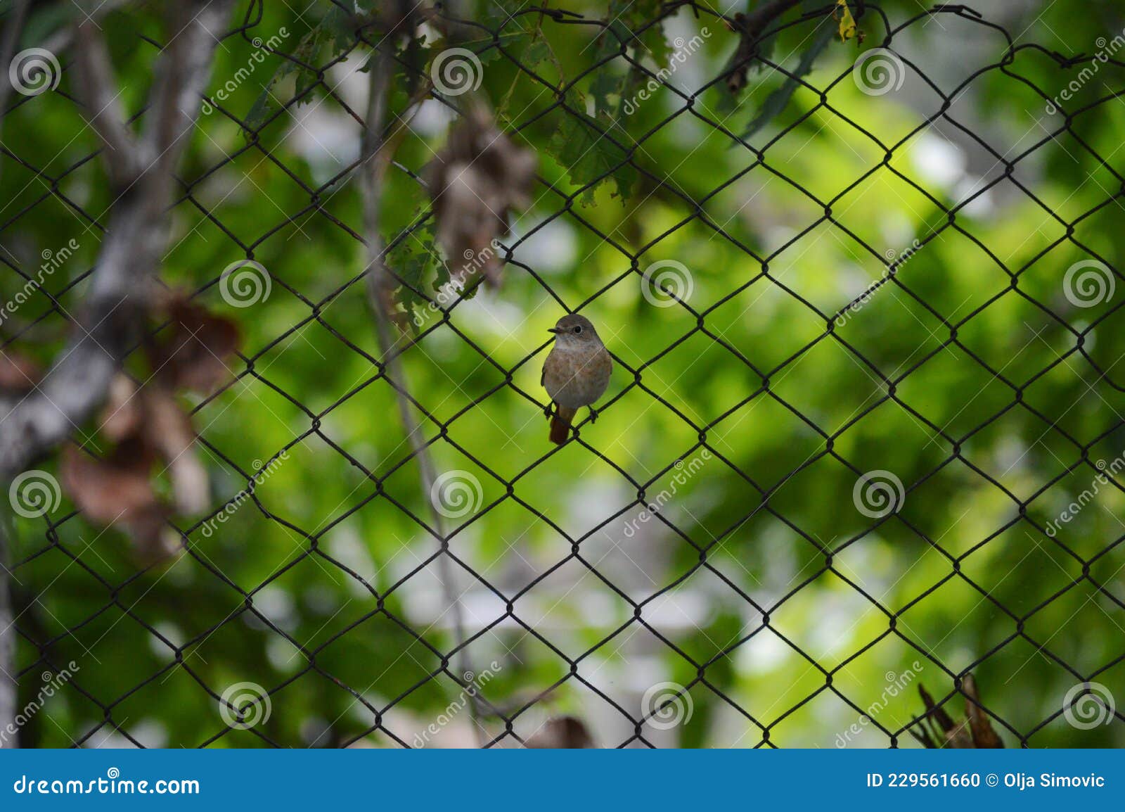 Small Brown Bird on a Wire Fence Stock Photo - Image of wire, color ...