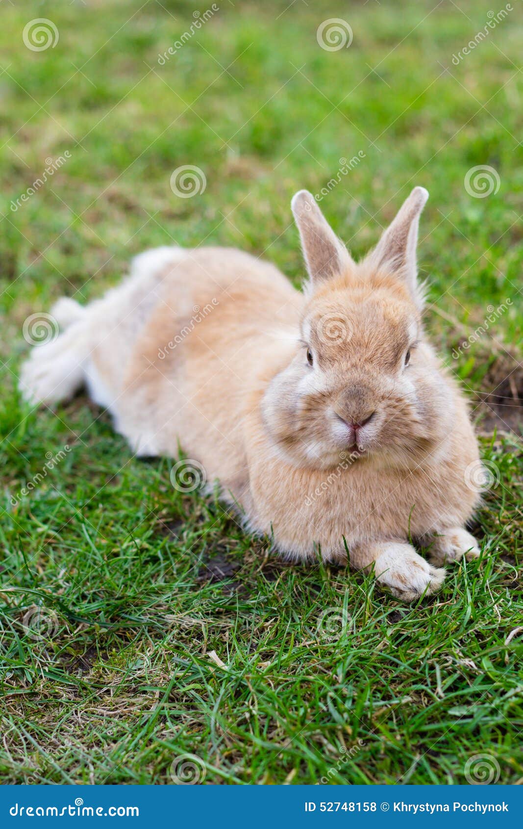 Small Brown Bunny on Green Grass Stock Photo - Image of easter ...