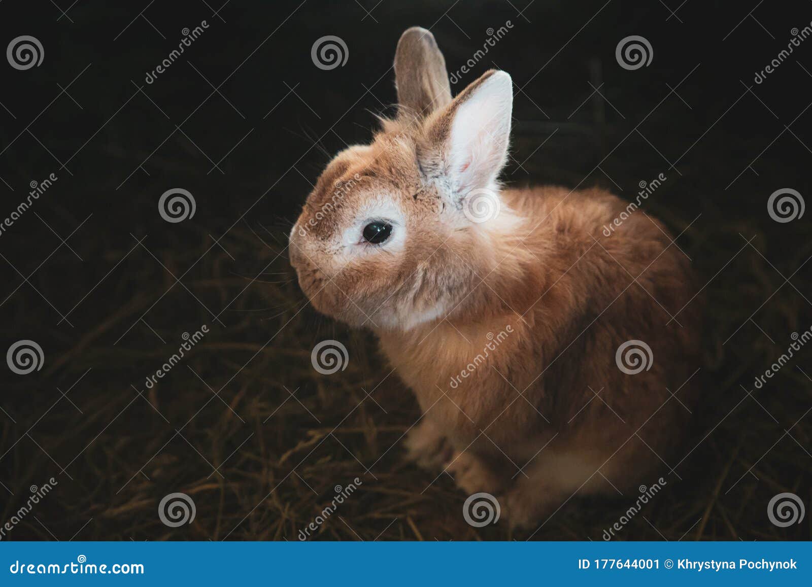 Small Brown Bunny, Home Rabbit Pet Closup on Dark Background Stock ...