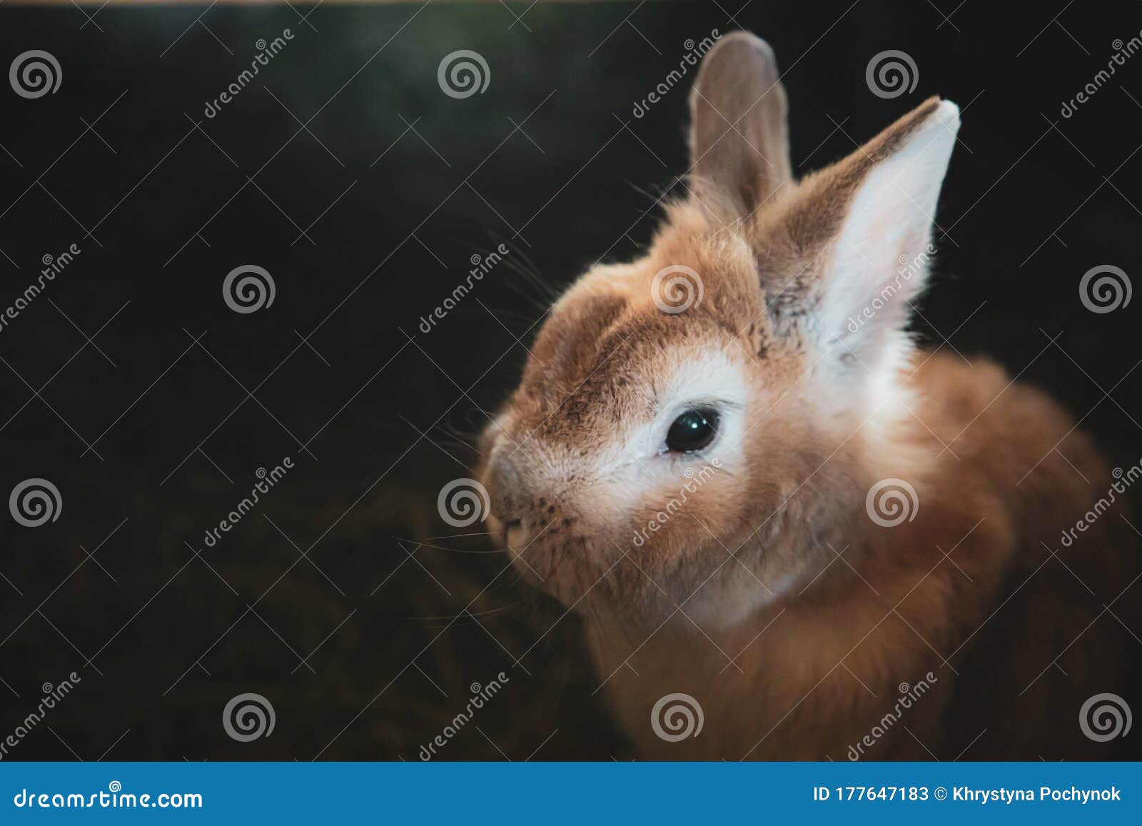 Small Brown Bunny, Home Rabbit Pet Closup on Dark Background Stock ...