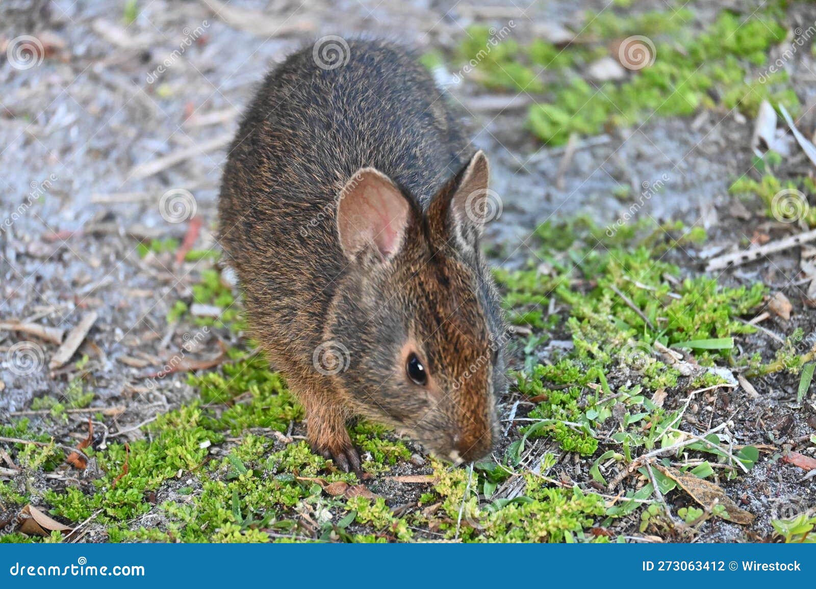 Small Brown Bunny in a Lush Forest in an Outdoor Environment Stock ...