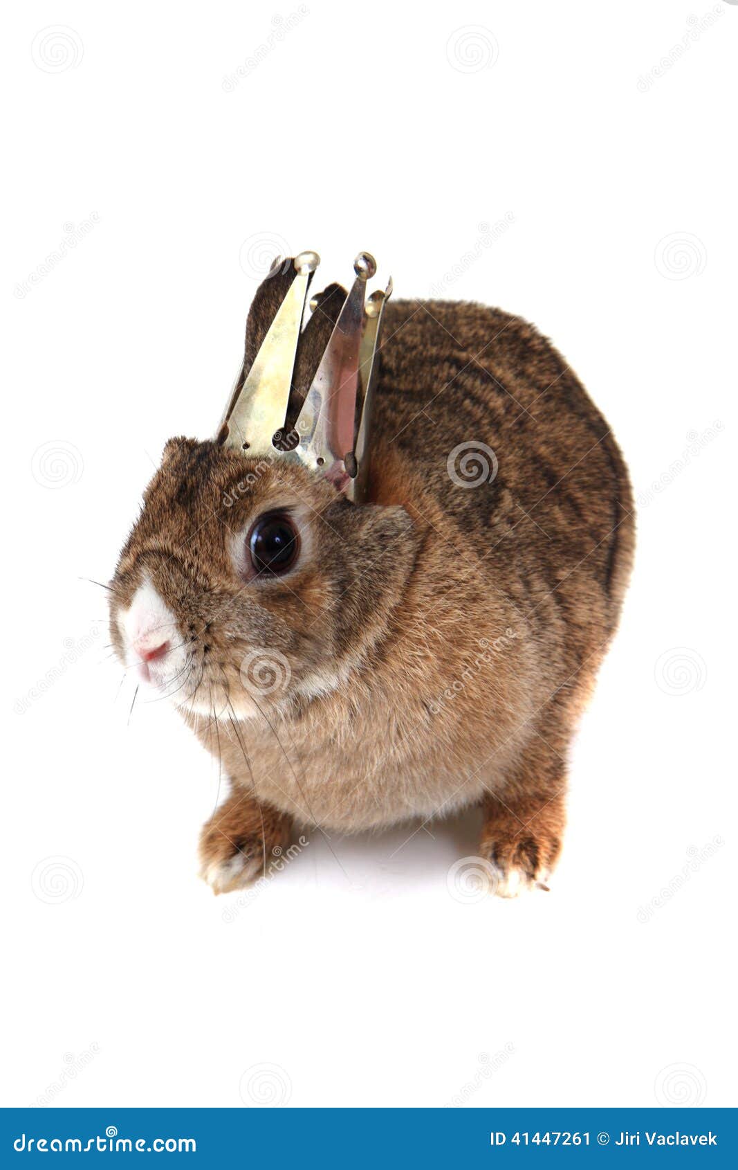 Small Brown Bunny (pet) As Princess Stock Image - Image of rabbit ...
