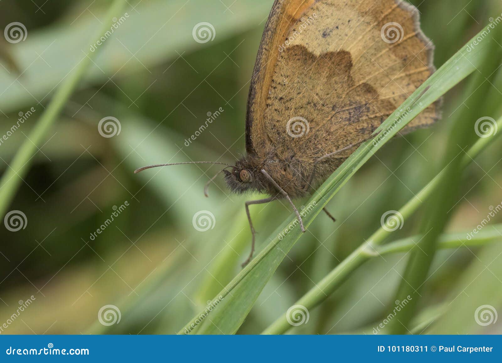 Small Brown Butterfly Side View Stock Image - Image of butterfly ...