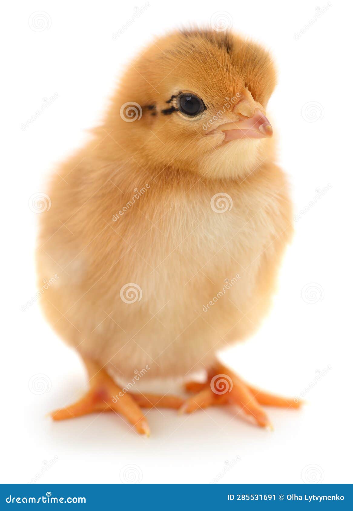 Small brown chicken stock image. Image of cute, livestock - 285531691