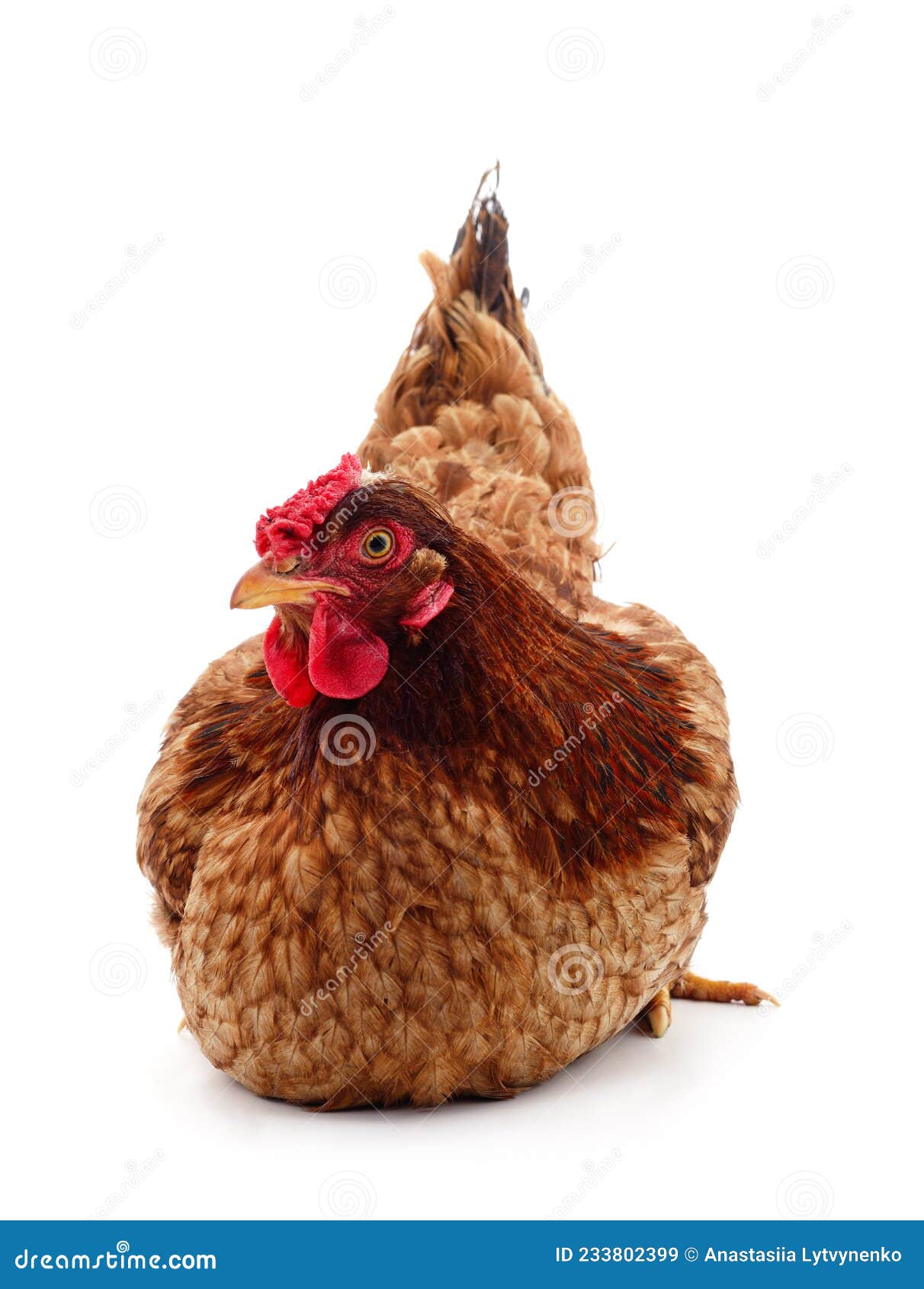 Small brown chicken stock image. Image of chick, meat - 233802399