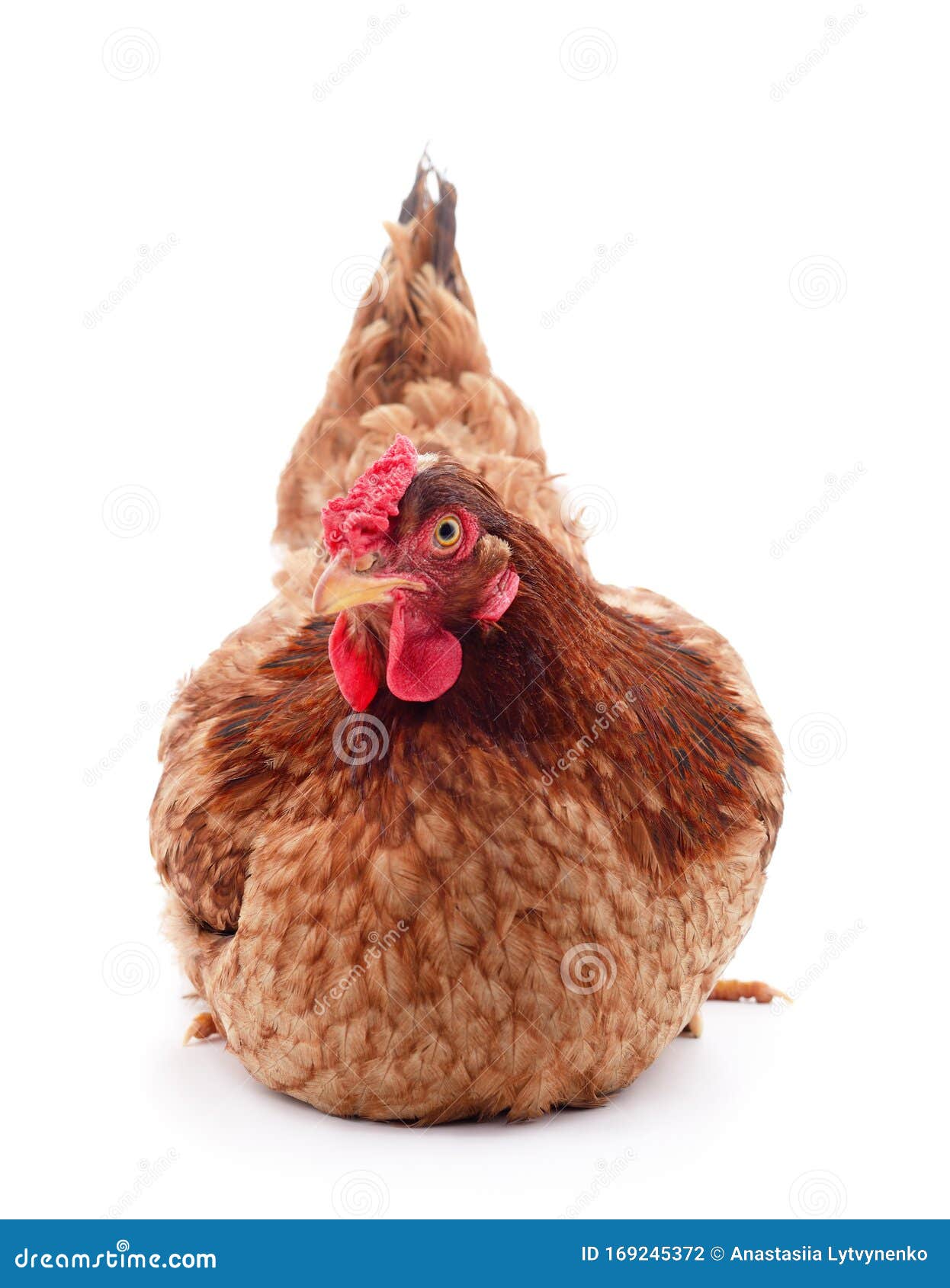 Small brown chicken stock photo. Image of fowl, meat - 169245372