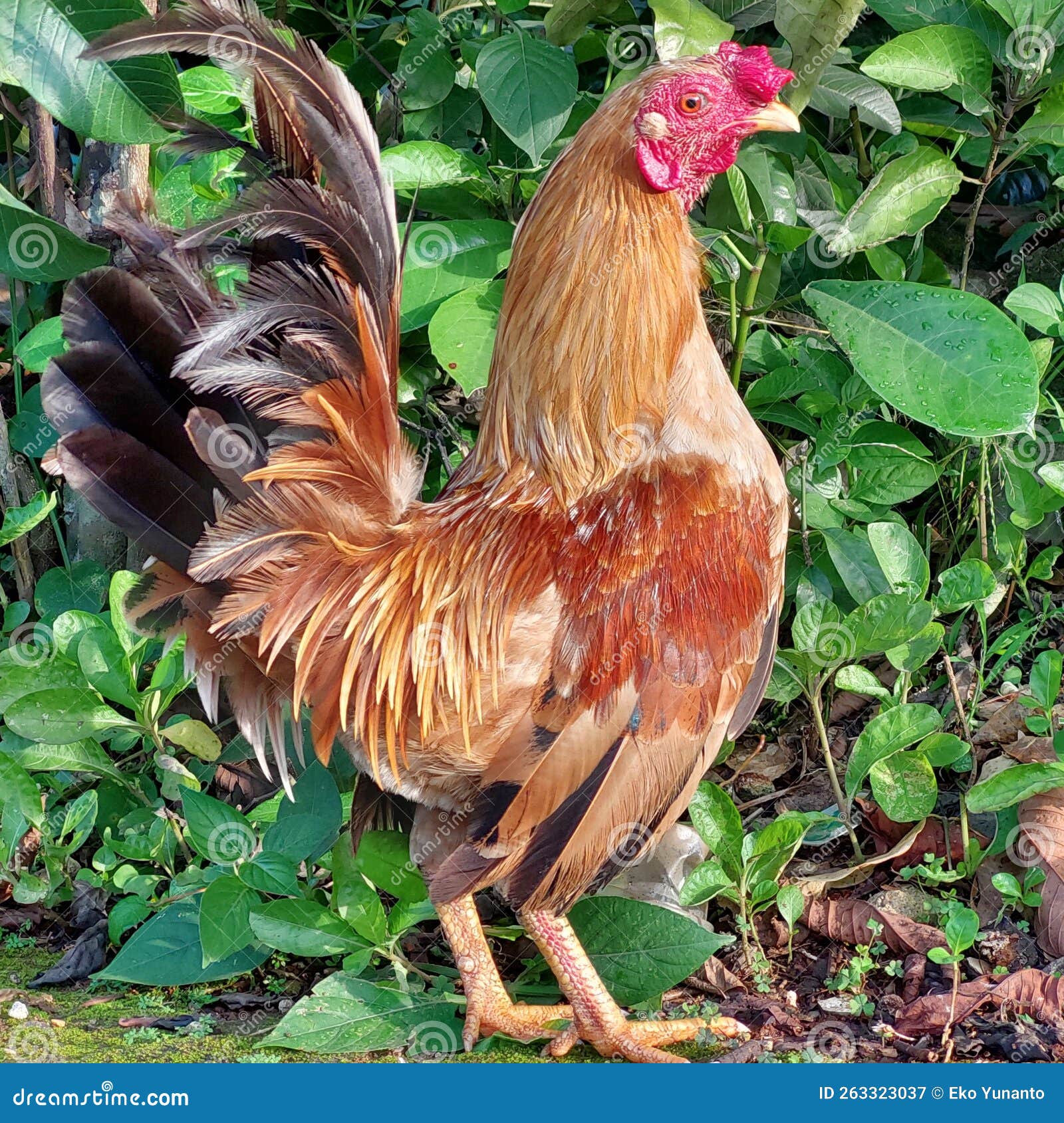 Small Brown Chicken in the Yard Stock Image - Image of chicken ...