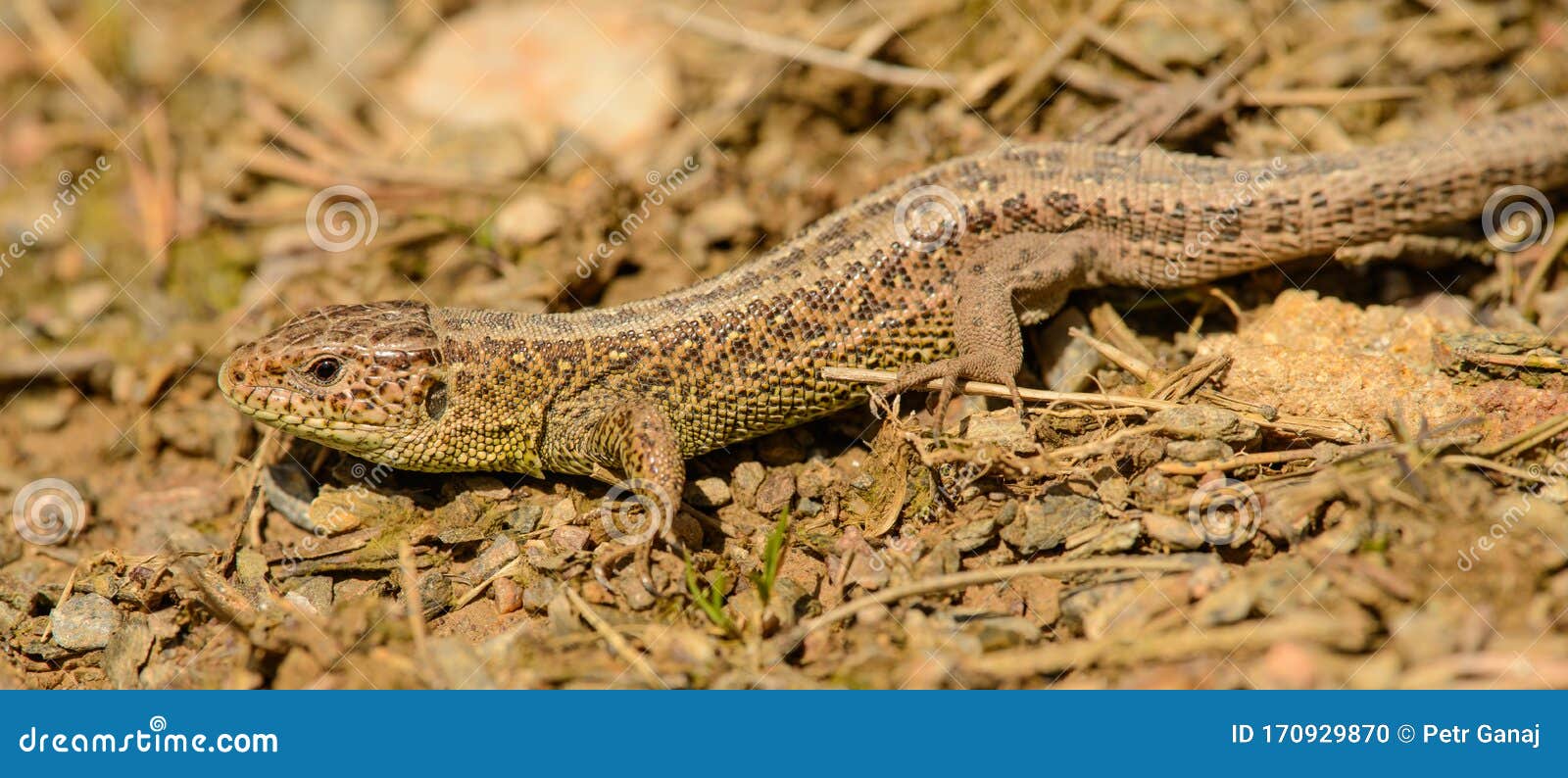 Small Brown Common Lizard on the Ground Stock Photo - Image of ground ...