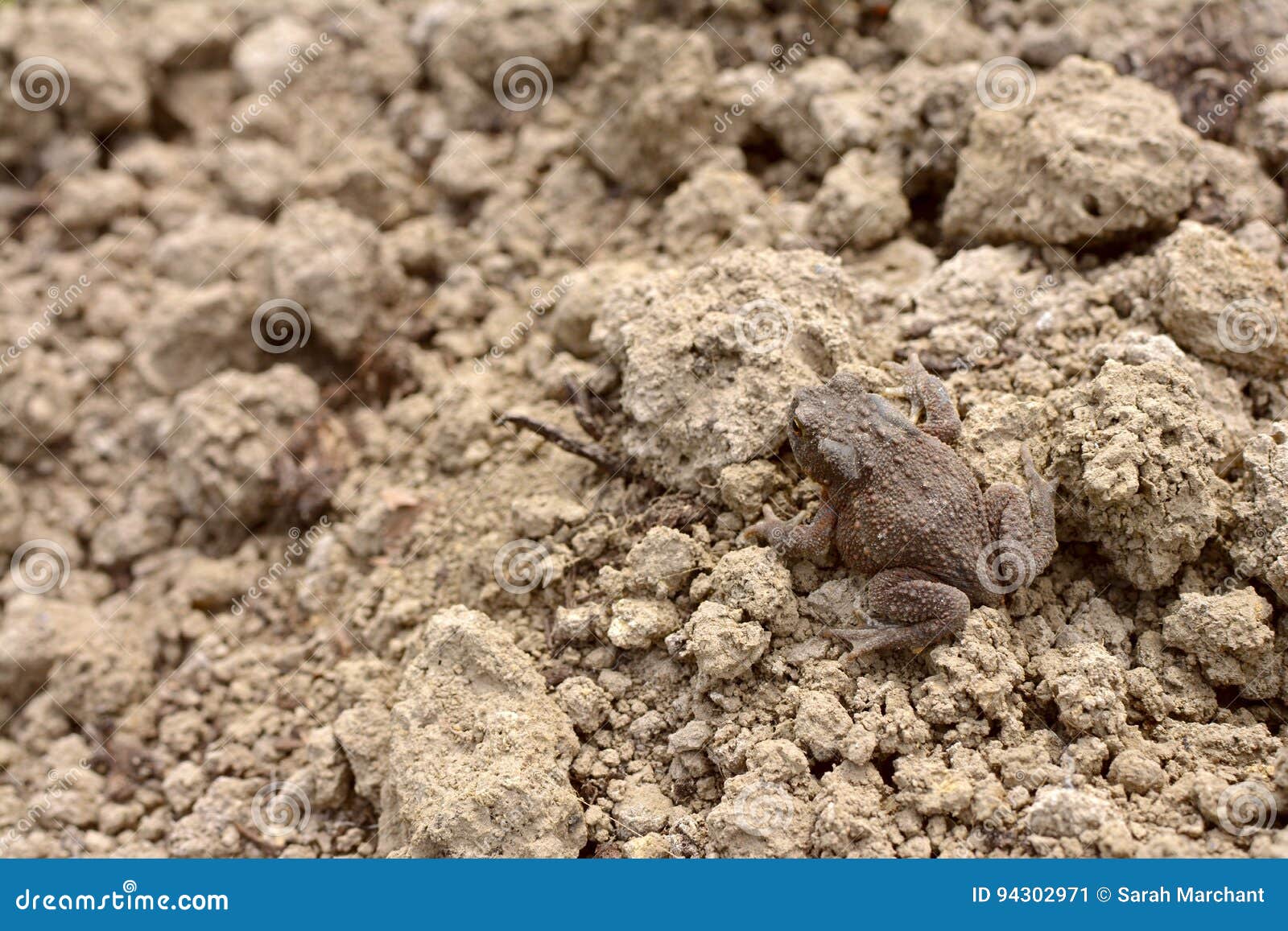 Small Brown Common Toad with Warty, Dry Skin Stock Image - Image of ...