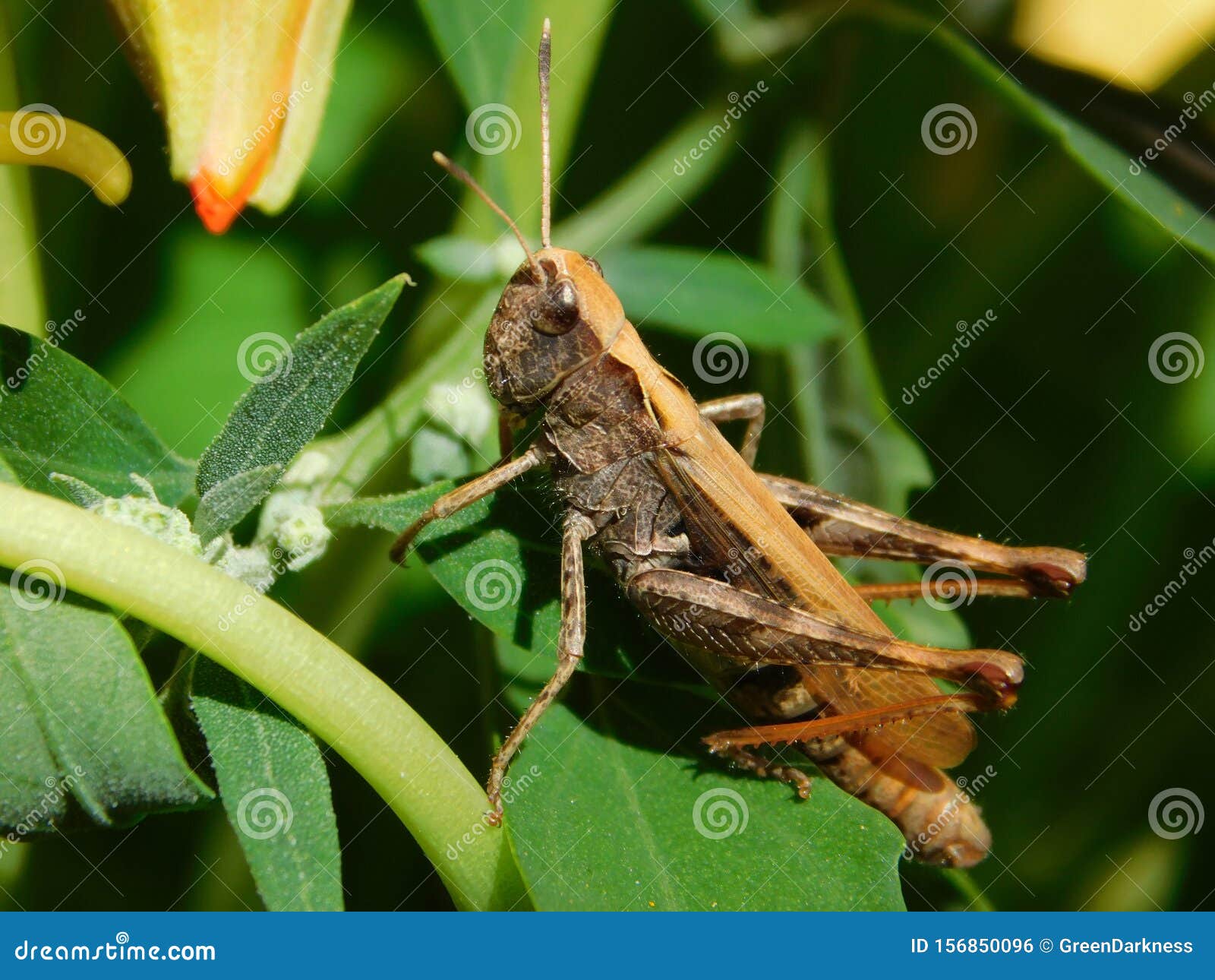 A Small Brown Cricket on a Green Leaf. Stock Photo - Image of ...