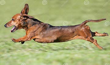 Small Brown Dachshund Running Stock Photo - Image of domestic, closeup ...