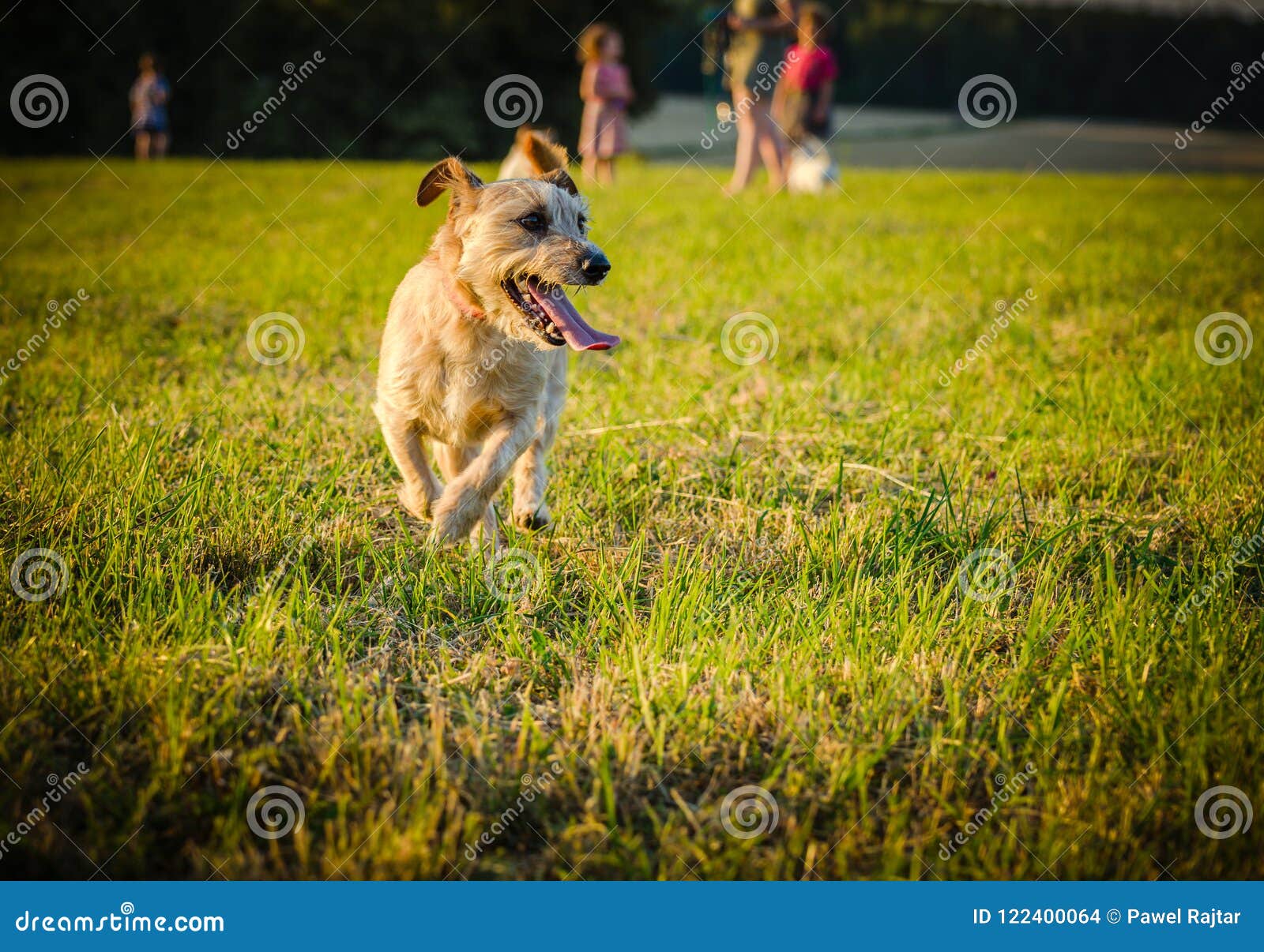 A Small Brown Dog Mix Jack Russell Terrier Running on Meadow in the ...