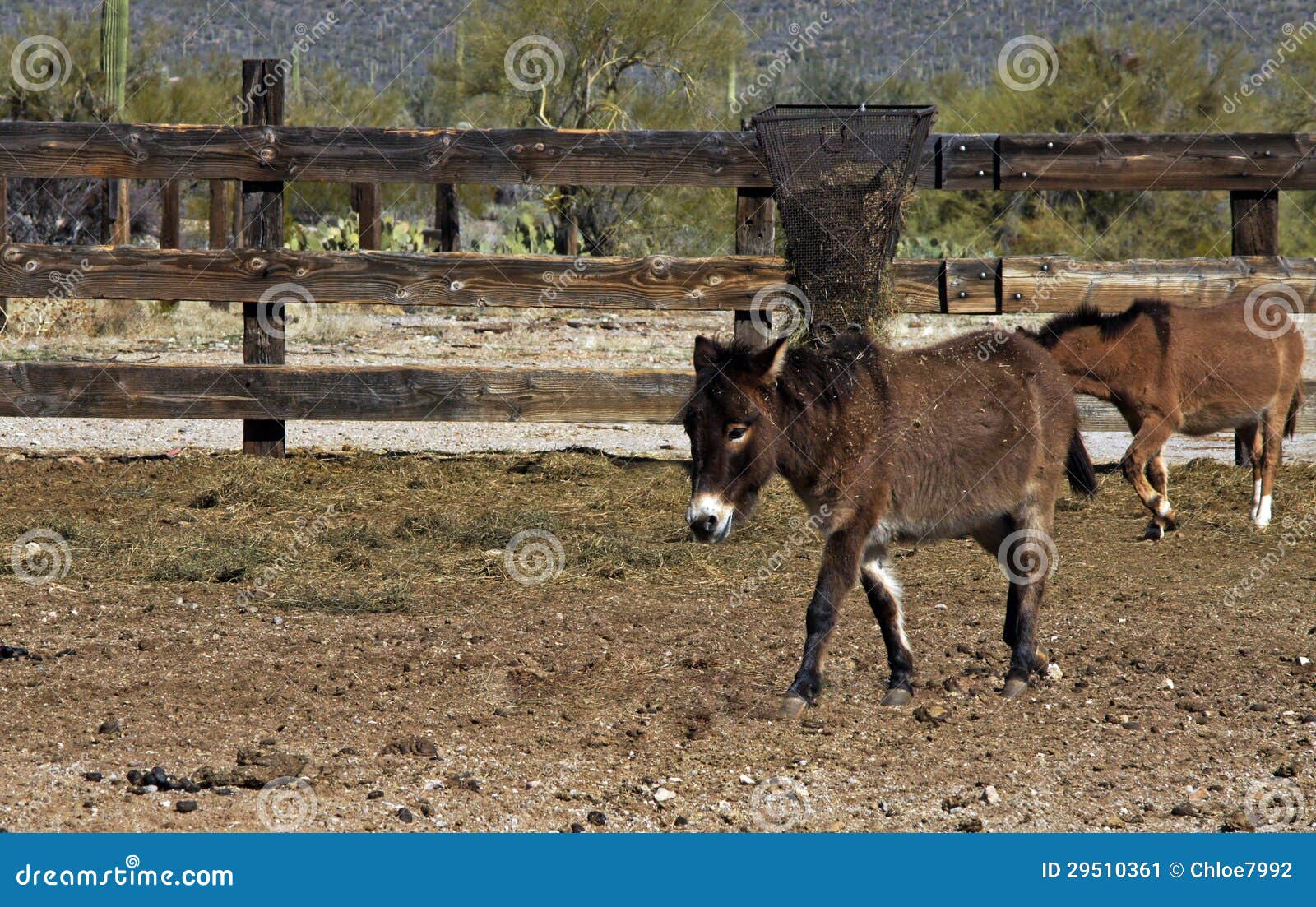 Small brown donkey stock image. Image of short, brown - 29510361