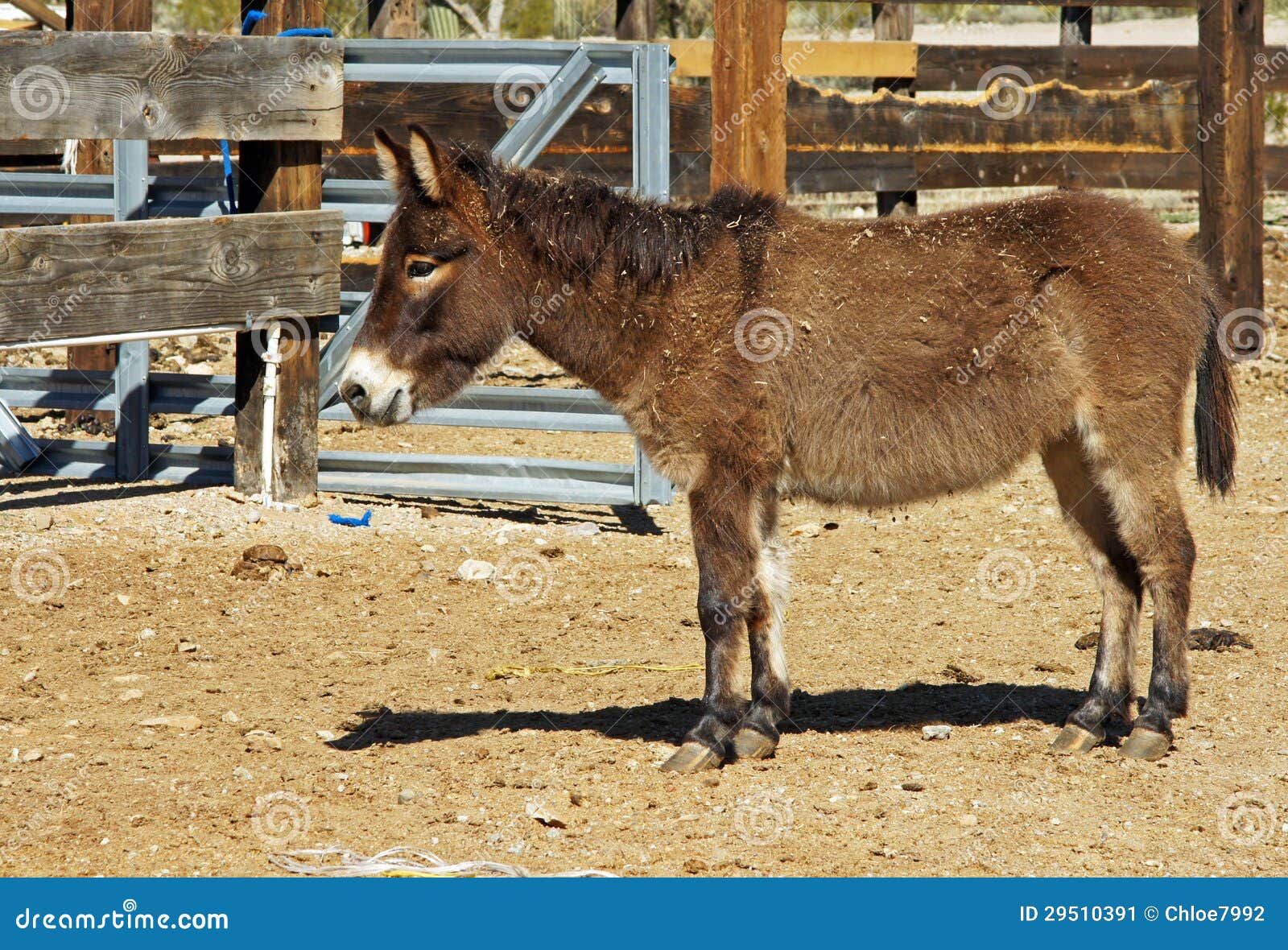 Small brown donkey stock image. Image of equine, short - 29510391