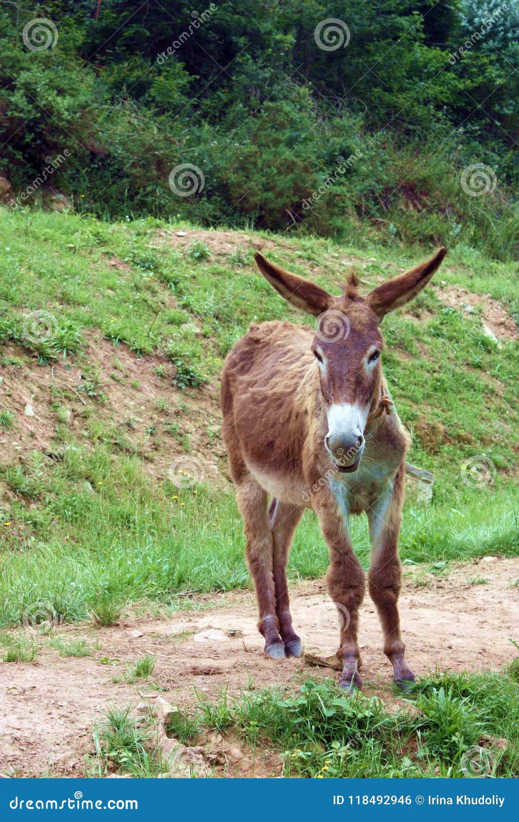 Small brown donkey stock photo. Image of farming, rural - 118492946