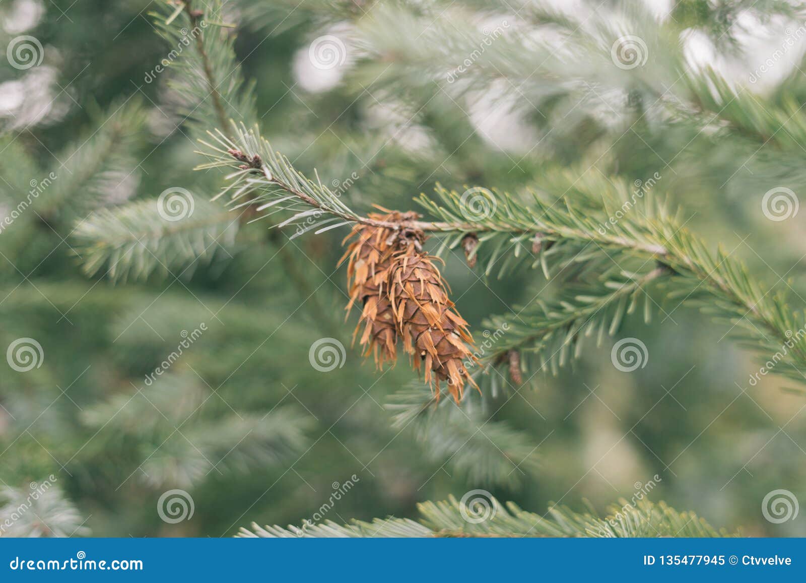 Brown Fir Ones on a Branch of a Pine Tree Stock Image - Image of ...