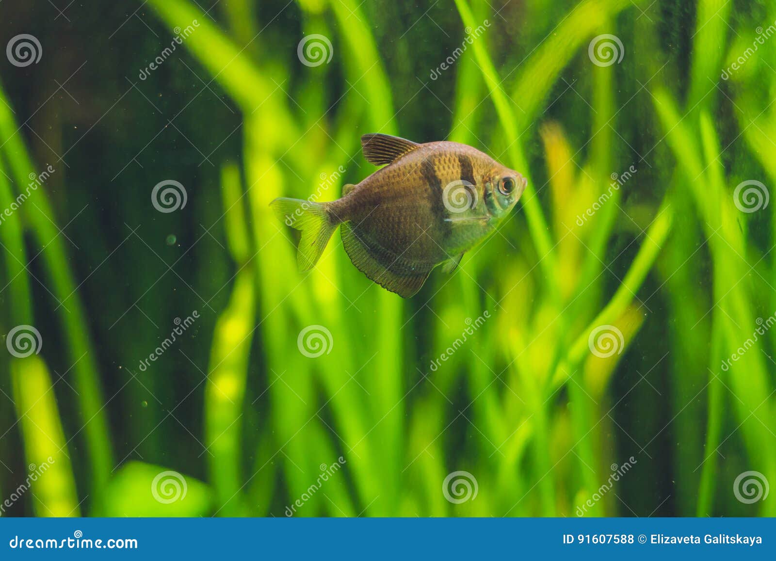 Small Brown Fish in the Aquarium Stock Photo - Image of ...