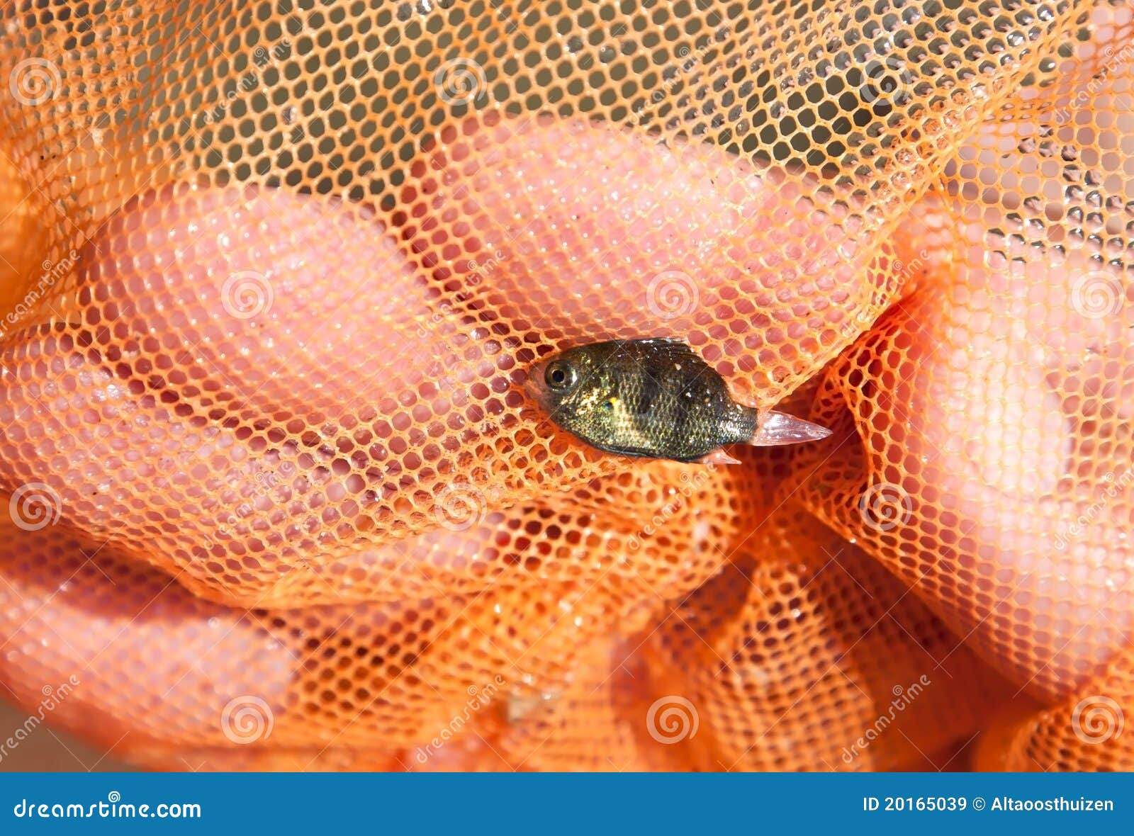 Small Brown Fish Caught in Orange Net Stock Image - Image of catch ...