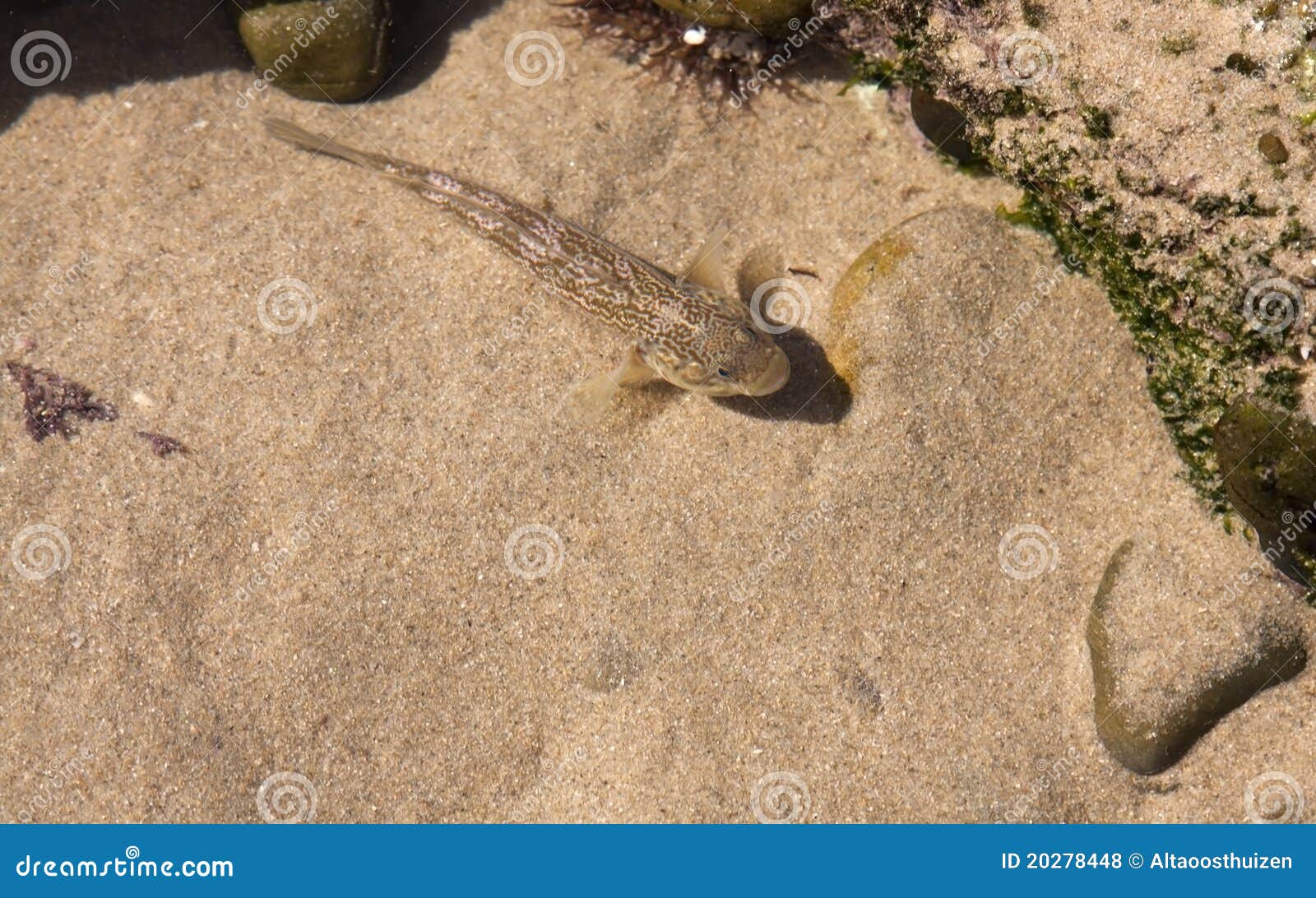 Brown Fish Owl, Ketupa Zeylonensis, Kaziranga National Park, Assam ...