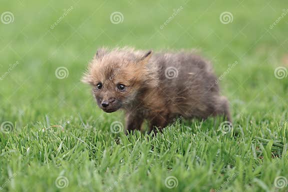 A Small Brown Fox Cub Runs in the Lush Spring Green Grass Stock Photo ...