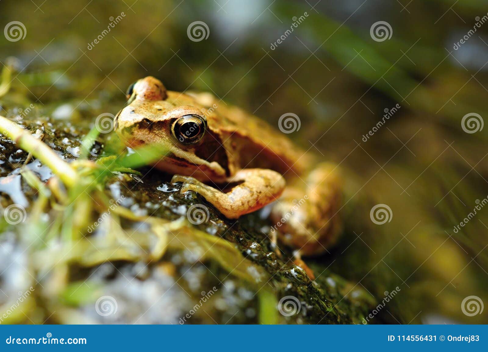 Small brown frog stock image. Image of masked, animal - 114556431