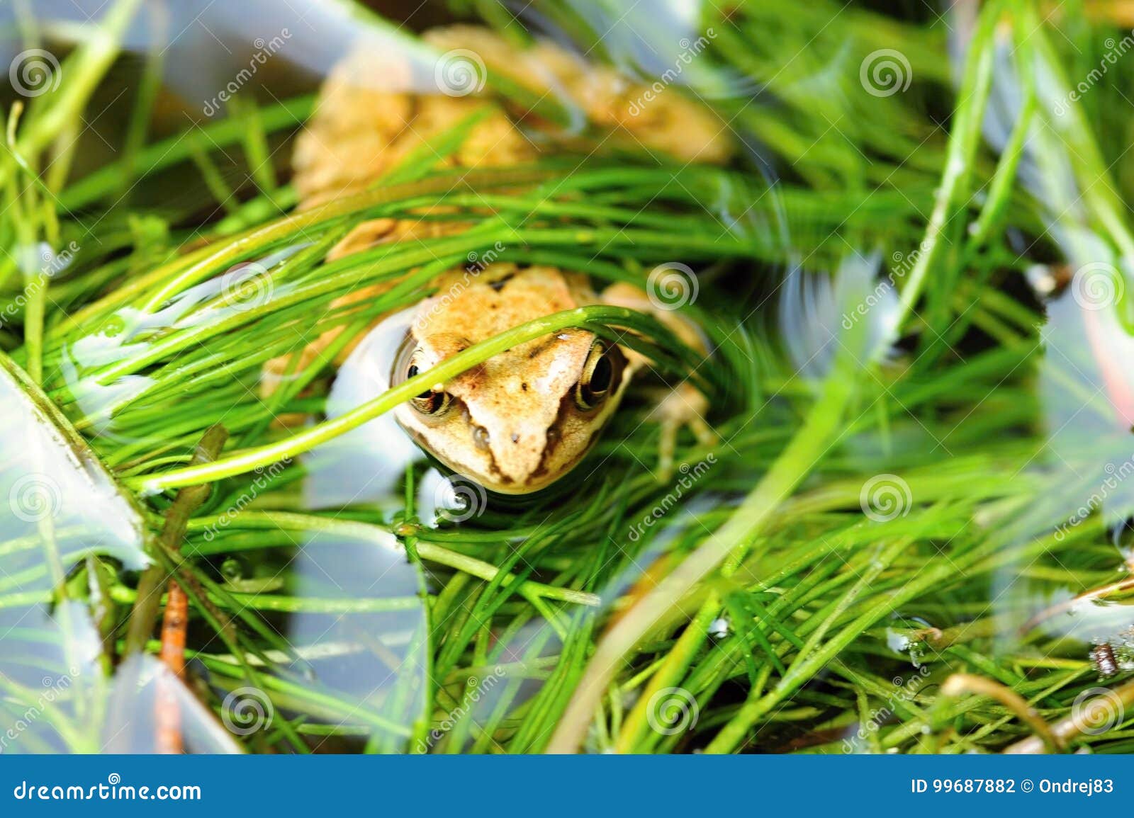 Small brown frog stock photo. Image of biology, jungle - 99687882