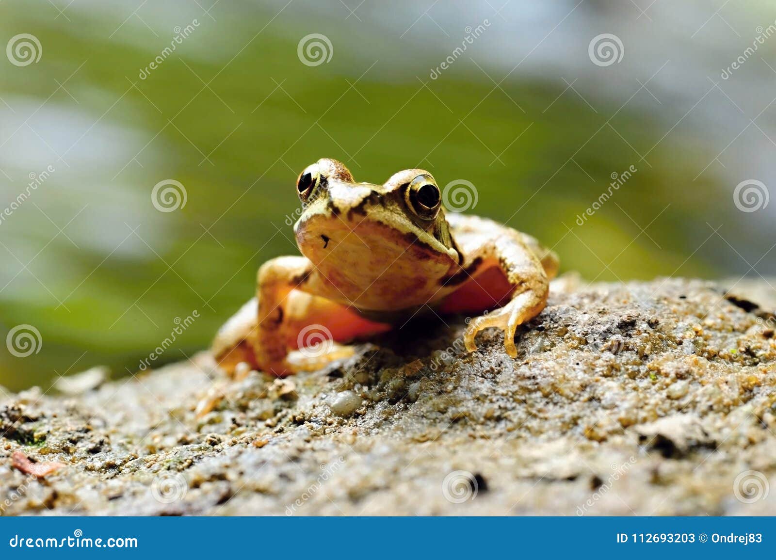 Small brown frog stock image. Image of wildlife, nature - 112693203