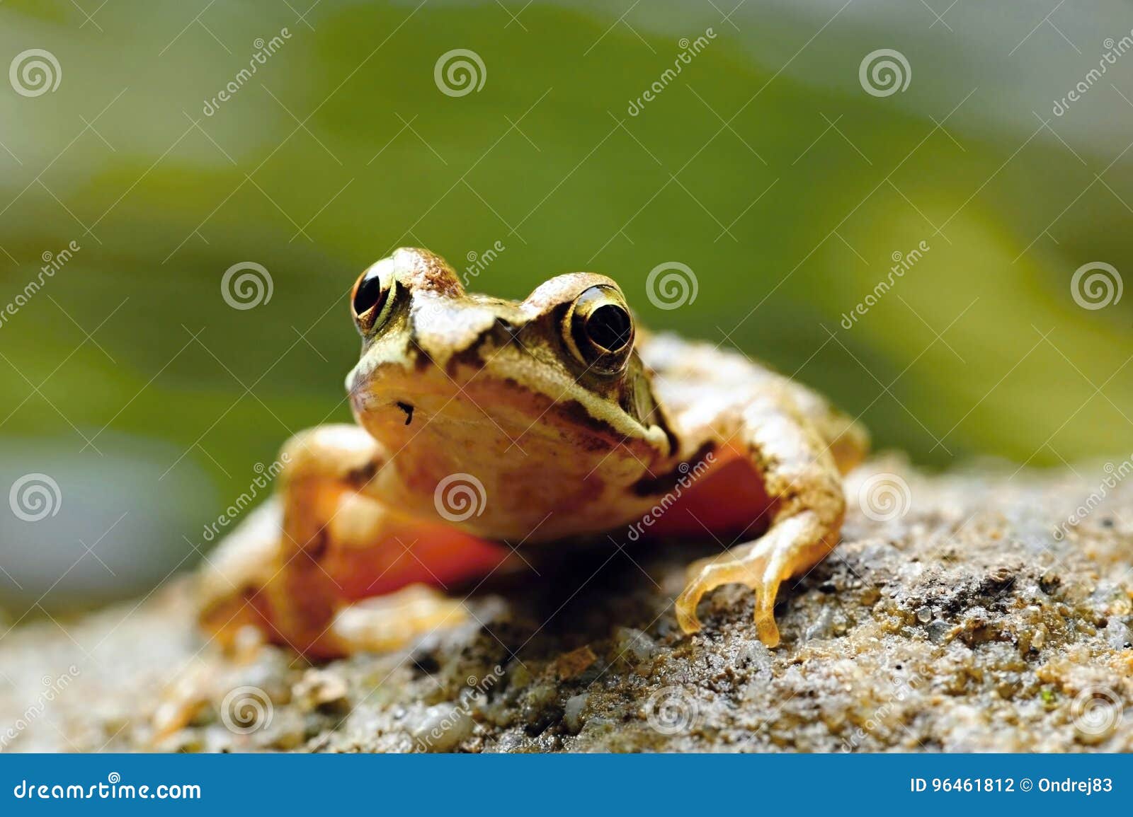 Small brown frog stock photo. Image of nature, cute, natural - 96461812
