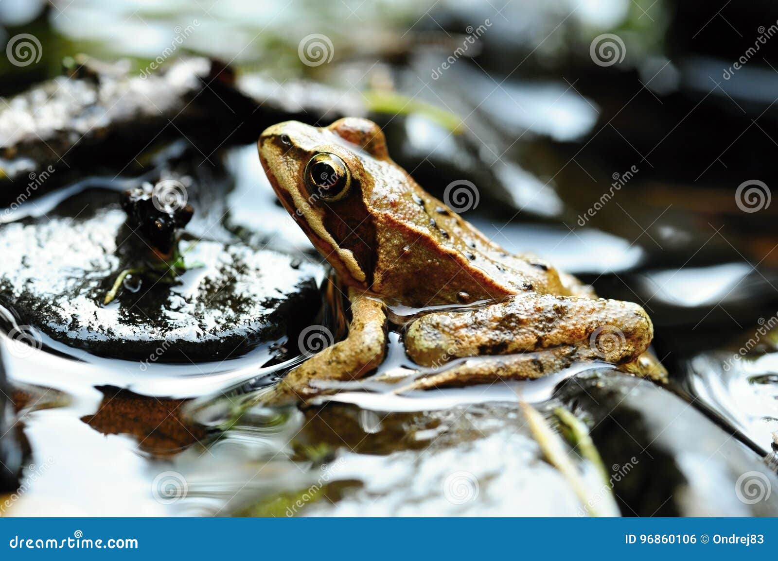 Small brown frog stock photo. Image of nature, beautiful - 96860106