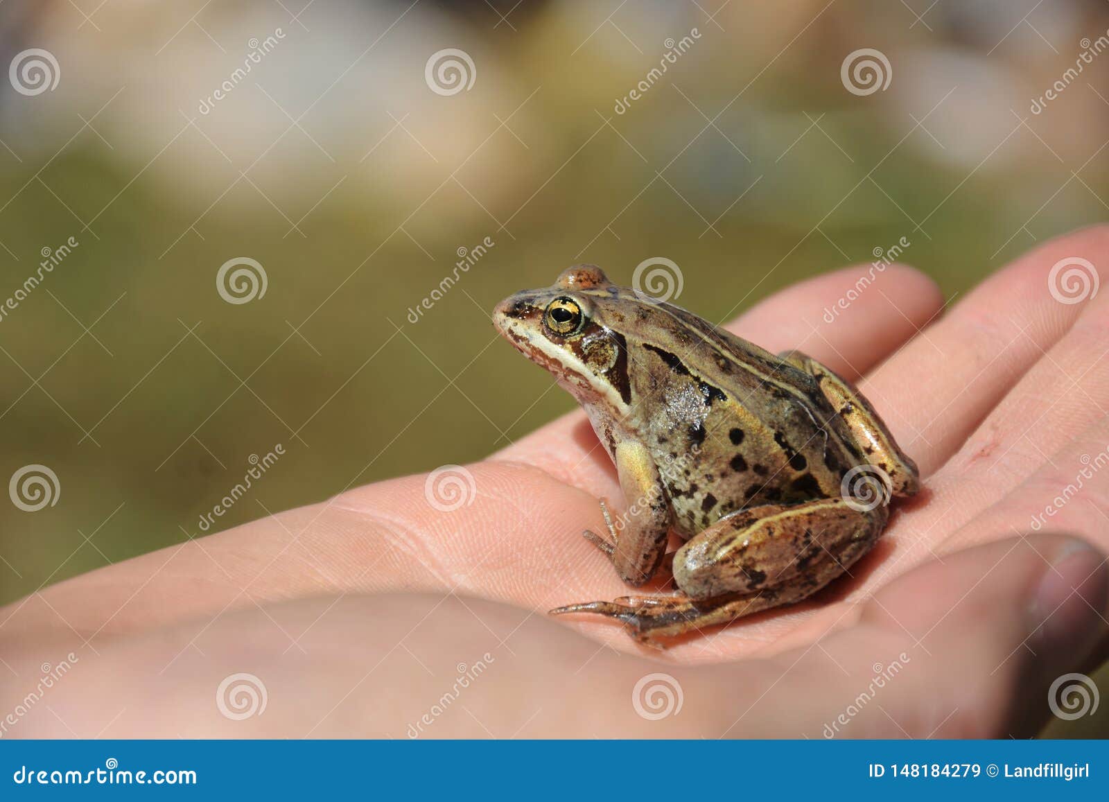 Small Brown Frog Close Up stock image. Image of head - 148184279