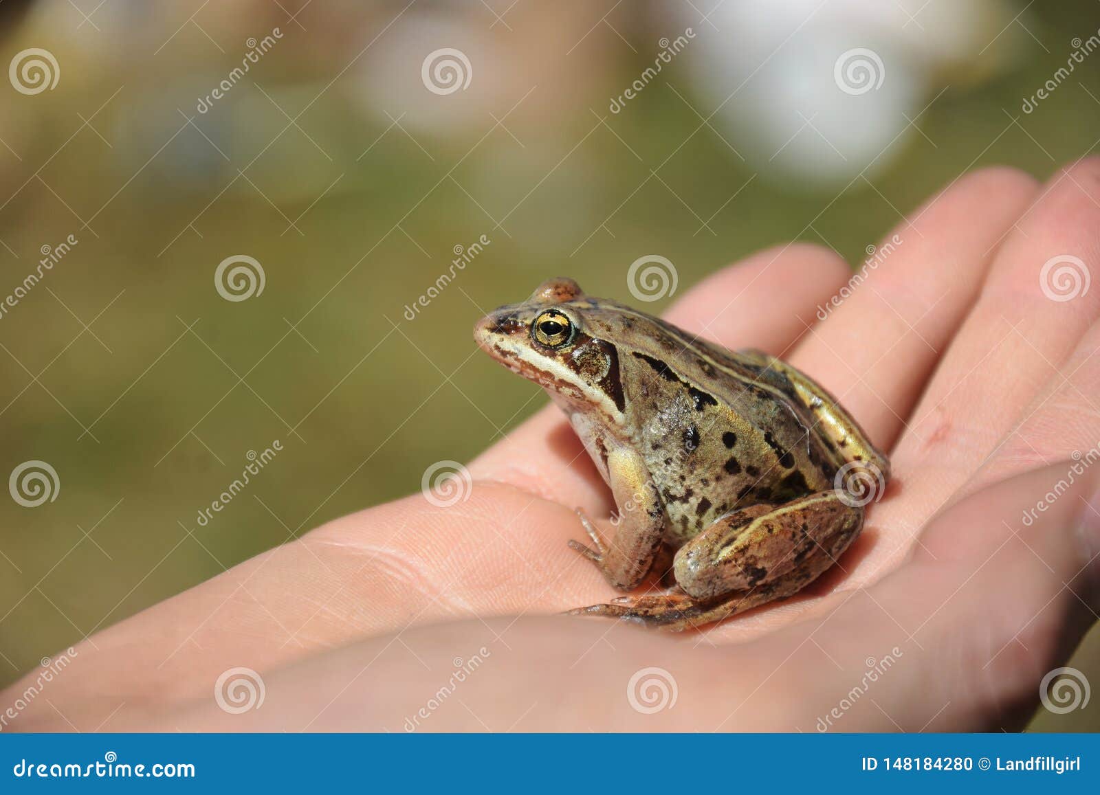 Small Brown Frog Close Up stock photo. Image of alive - 148184280
