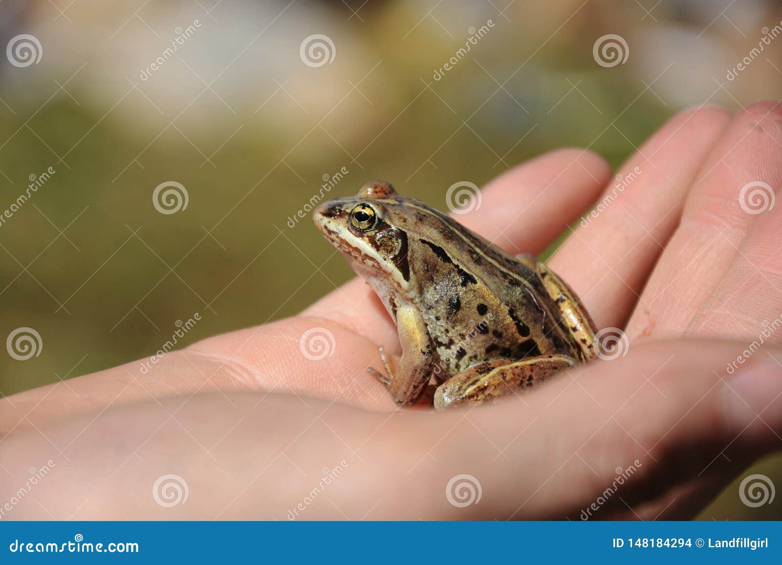 Small Brown Frog Close Up stock photo. Image of rana - 148184294
